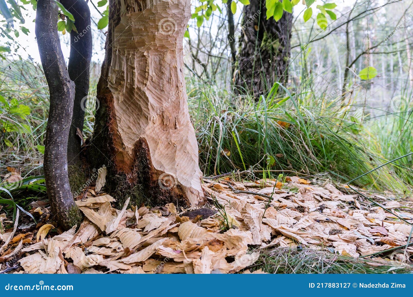 Beavers Nibbled the Trunk of a Tree. Beaver Teeth Marks on Trees Stock ...