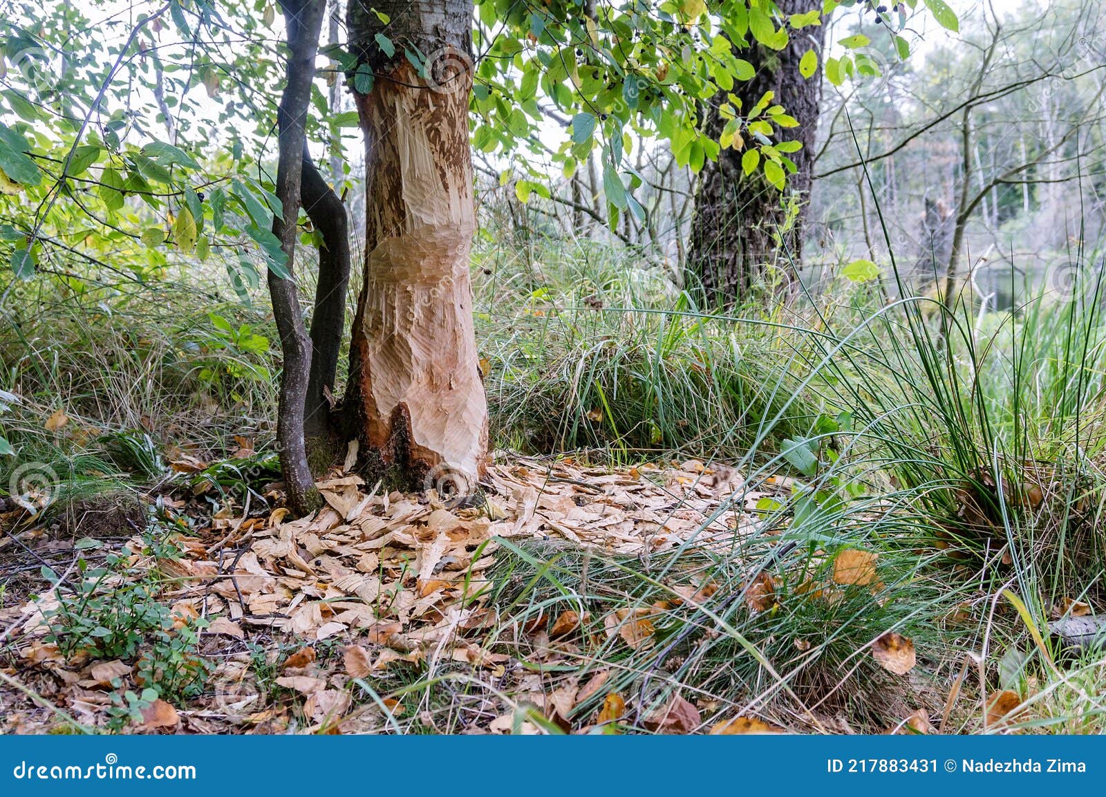 Beavers Nibbled the Trunk of a Tree. Beaver Teeth Marks on Trees Stock ...