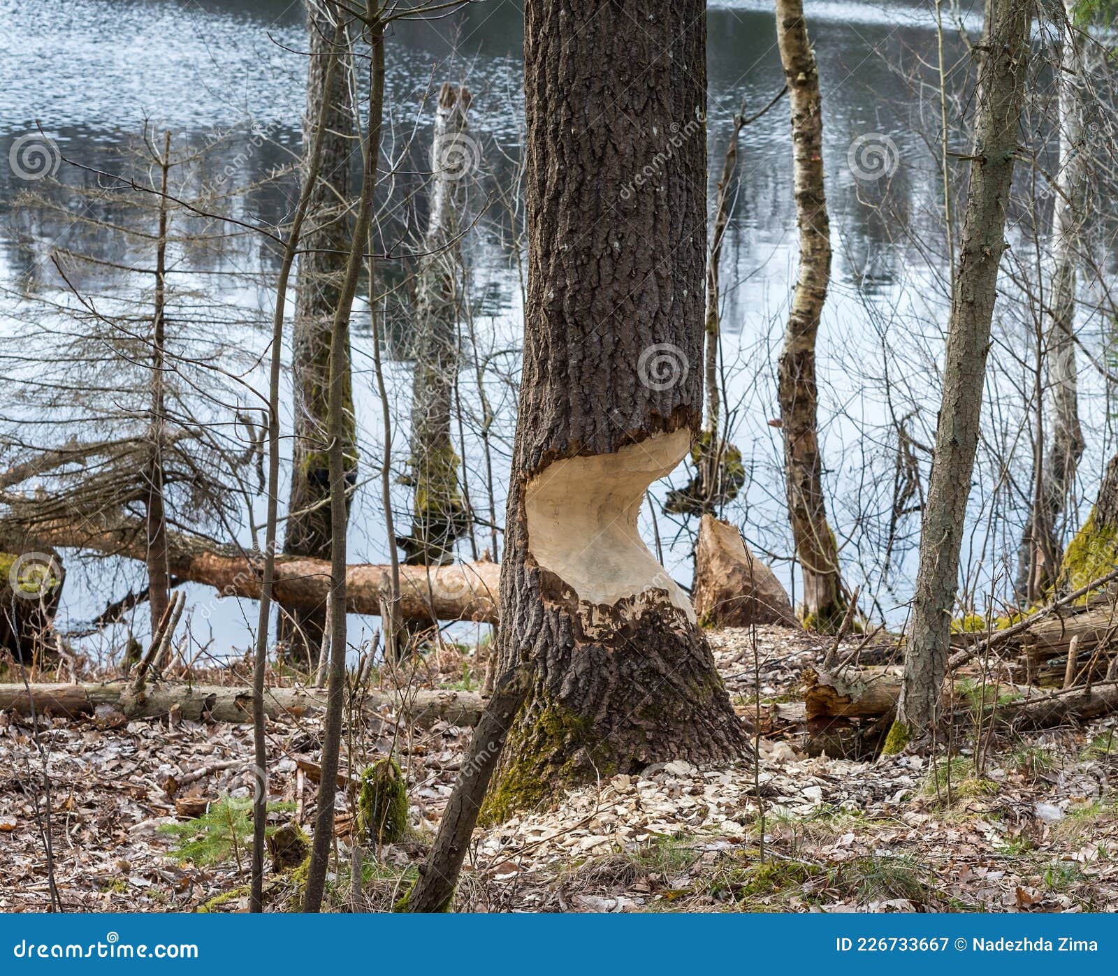 Beavers Nibbled the Trunk of a Tree. Beaver Teeth Marks on Trees Stock ...