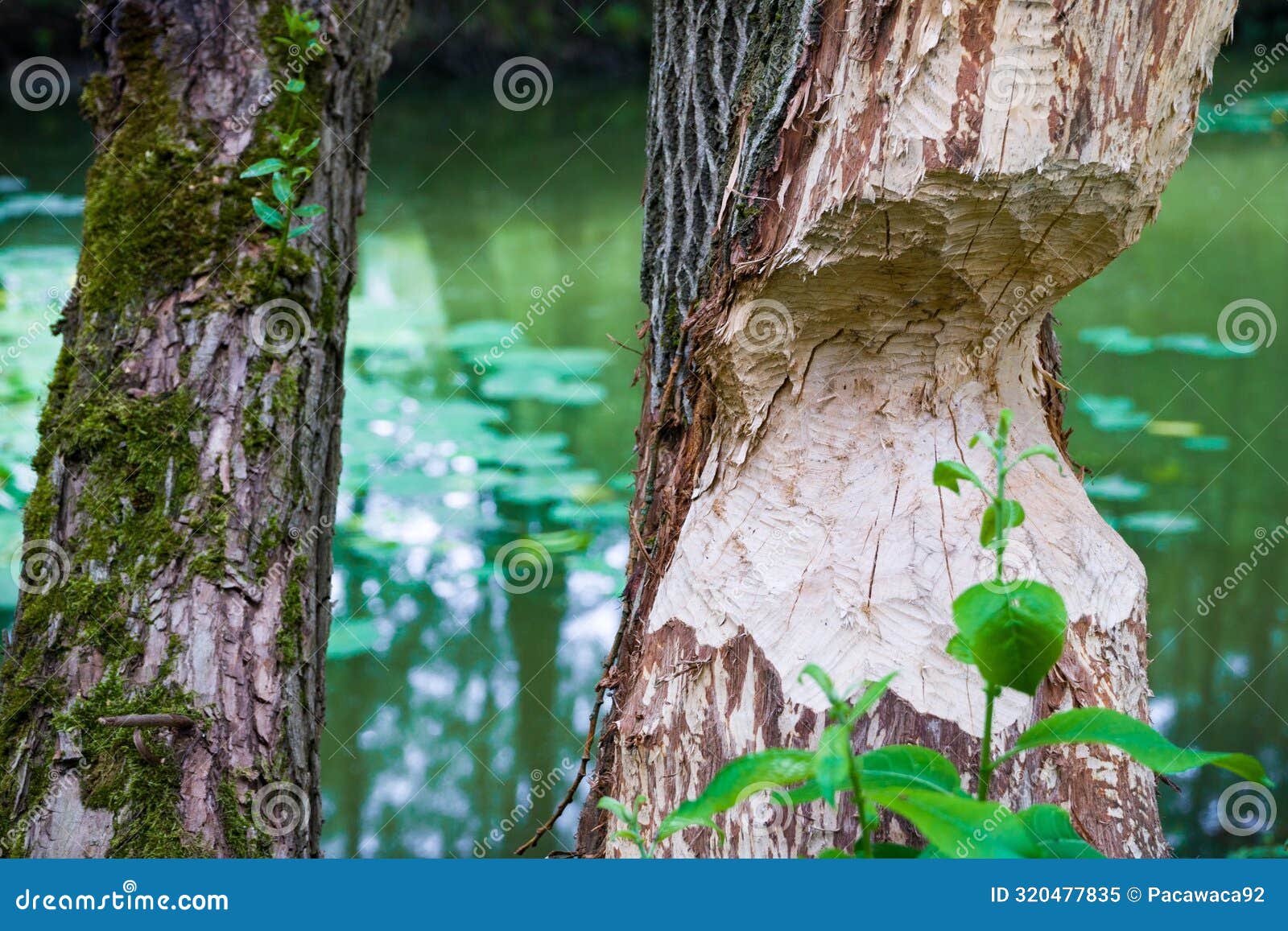 The Tree After The Beaver Works Stock Photo | CartoonDealer.com #150668454