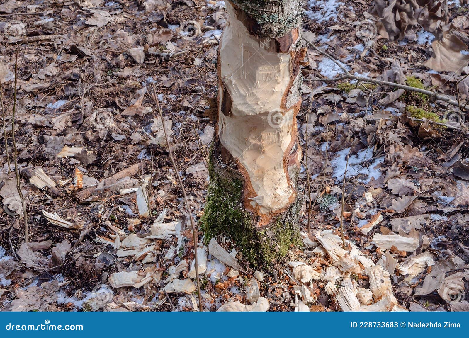 Beavers Nibbled the Trunk of a Tree. Beaver Teeth Marks on Trees. Trees ...