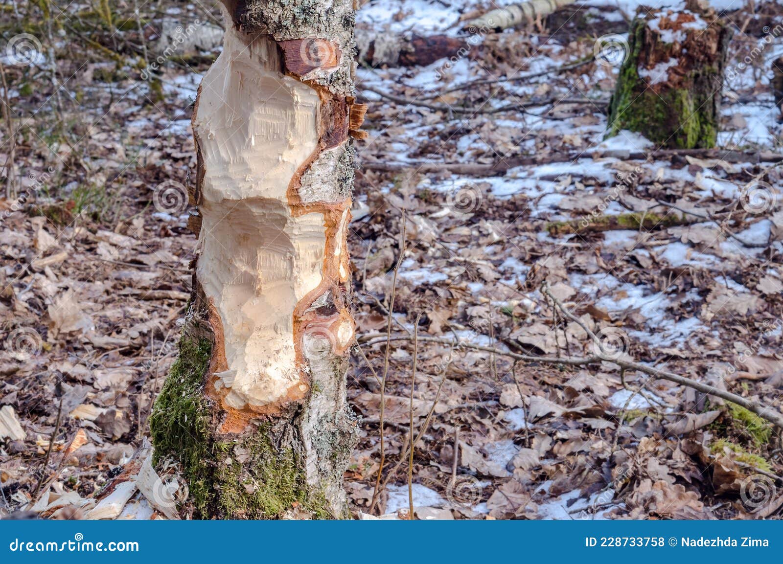 Beavers Nibbled the Trunk of a Tree. Beaver Teeth Marks on Trees. Trees ...