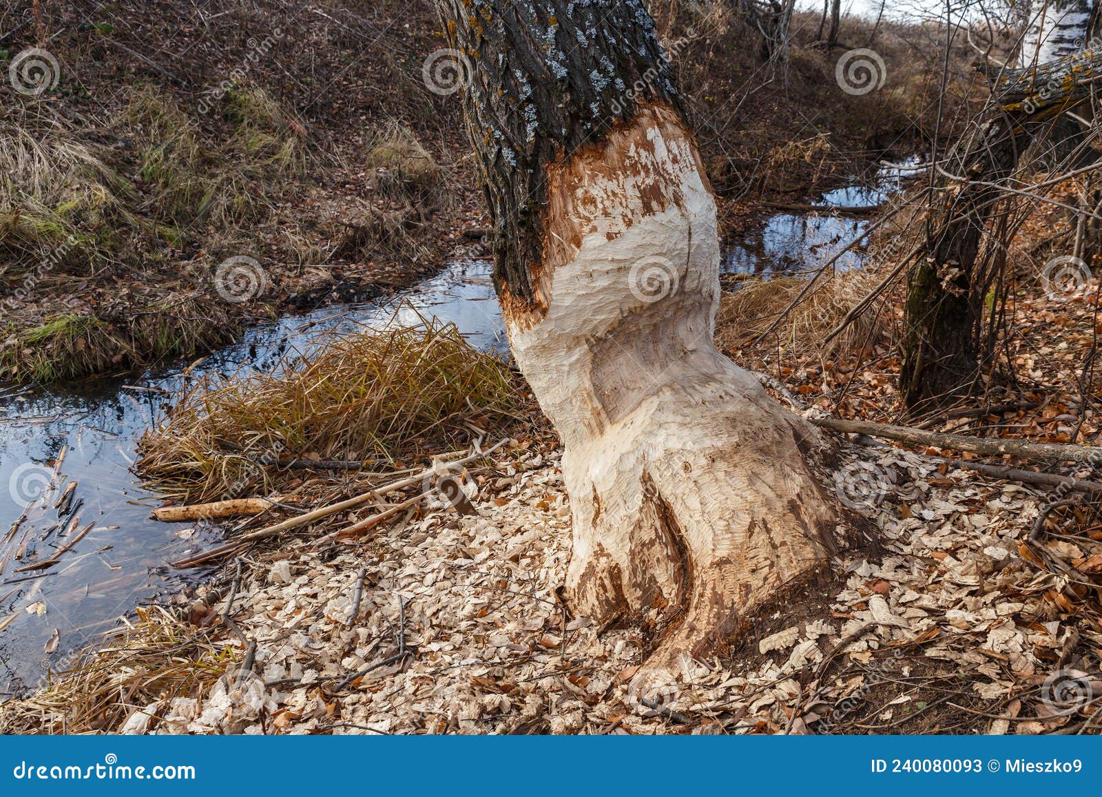 The Tree After The Beaver Works Stock Photo | CartoonDealer.com #150668454