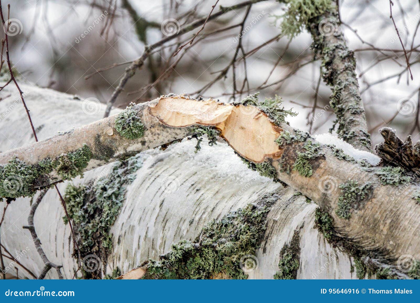 Beaver wood stock photo. Image of bush, nature, beavers - 95646916