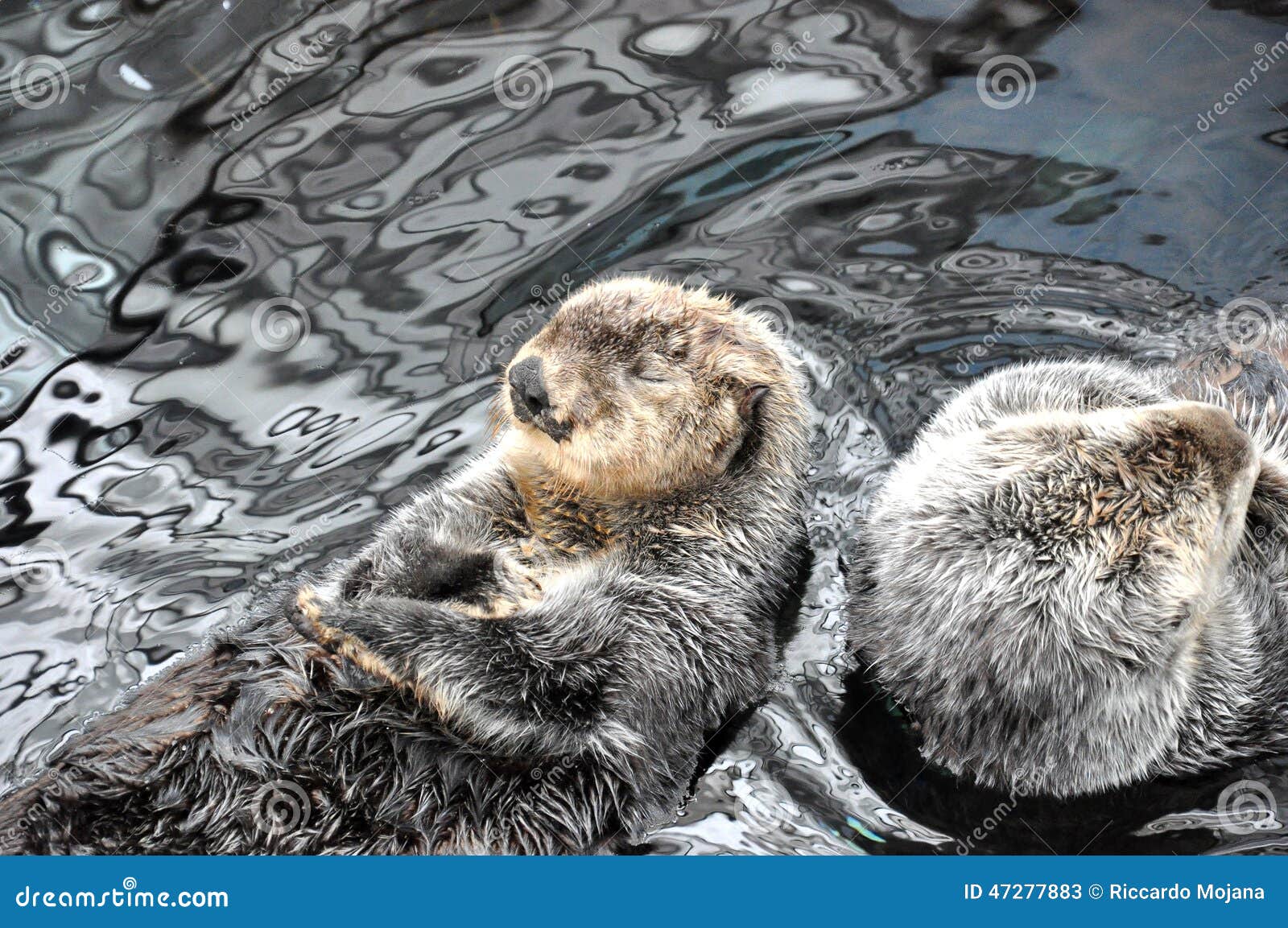 Beavers relaxing stock image. Image of american, pond - 47277883