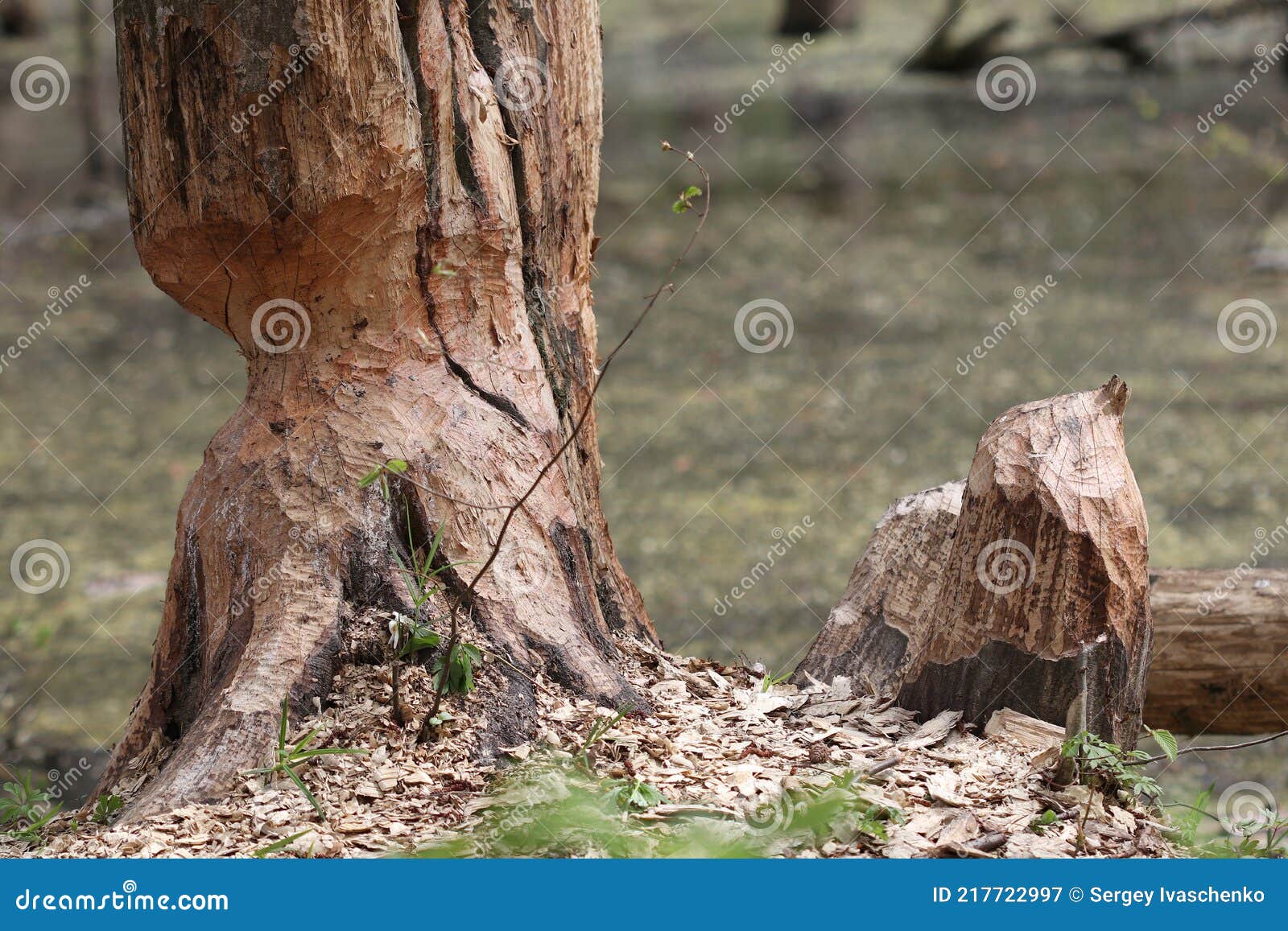 The Trees Were Gnawed by Beavers. Stock Image - Image of nature, trees ...
