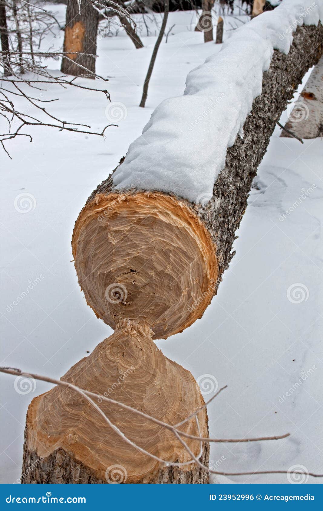 Beavers at work stock photo. Image of pointed, fell, beaver - 23952996