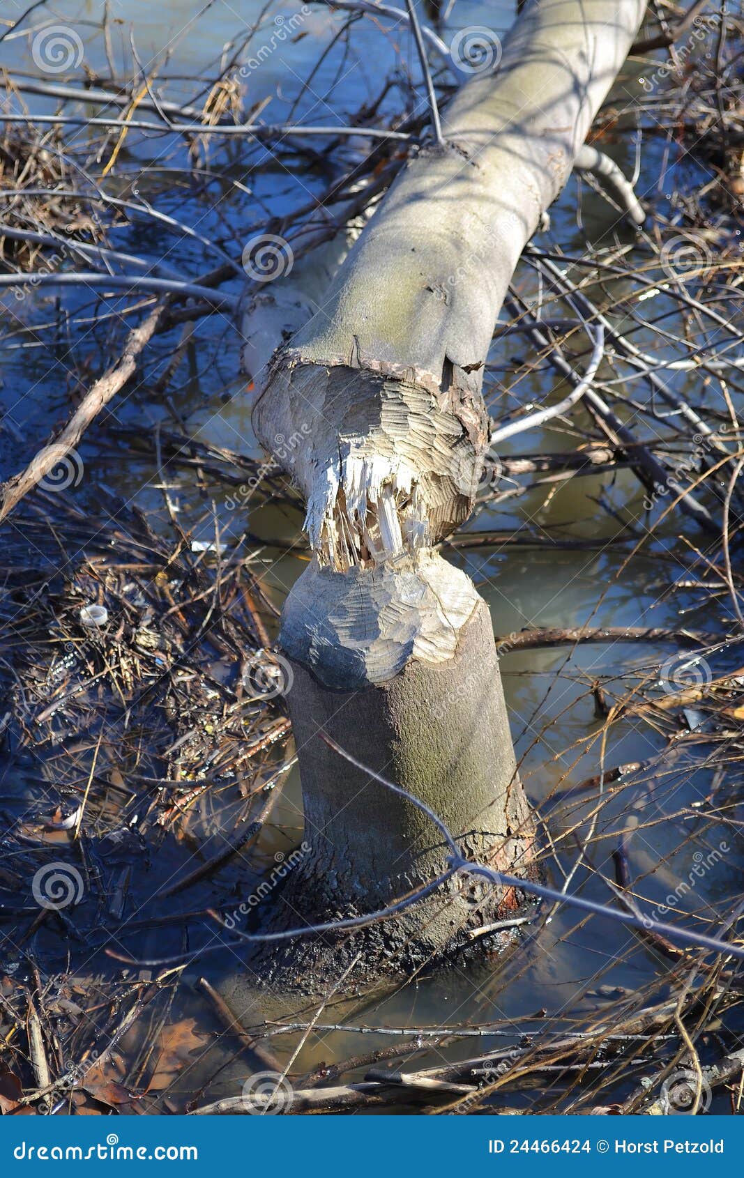 The beavers work. stock photo. Image of marks, fall, damage - 24466424