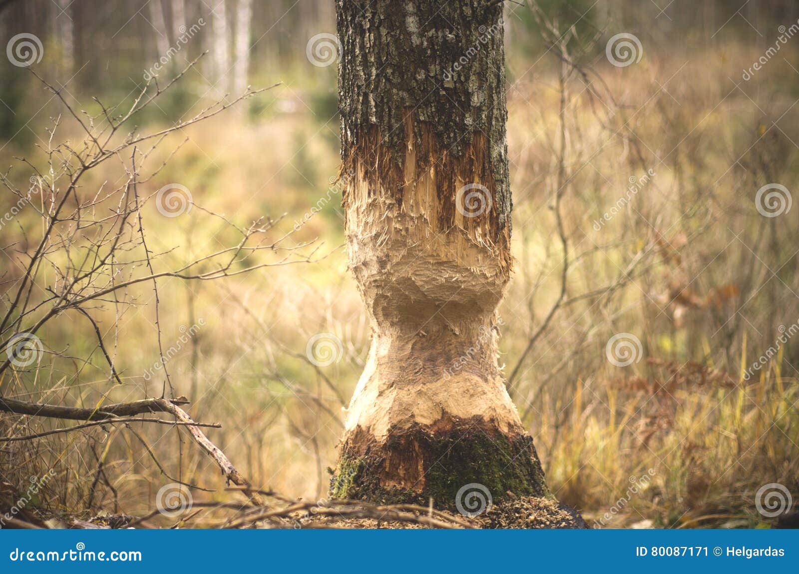 Beavers work stock image. Image of beavers, environmental - 80087171