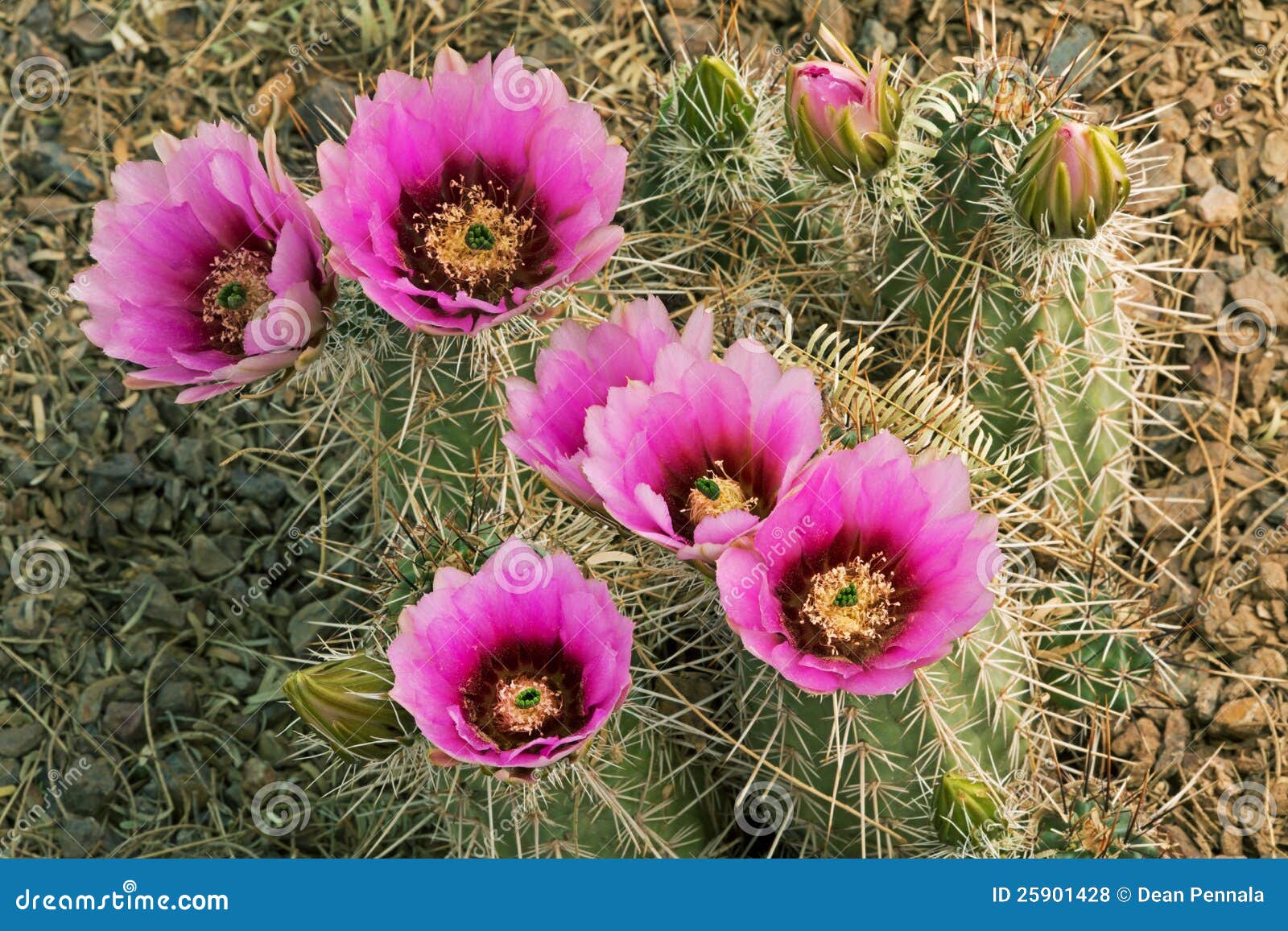 Beavertail Cactus in Bloom stock photo. Image of beavertail - 25901428