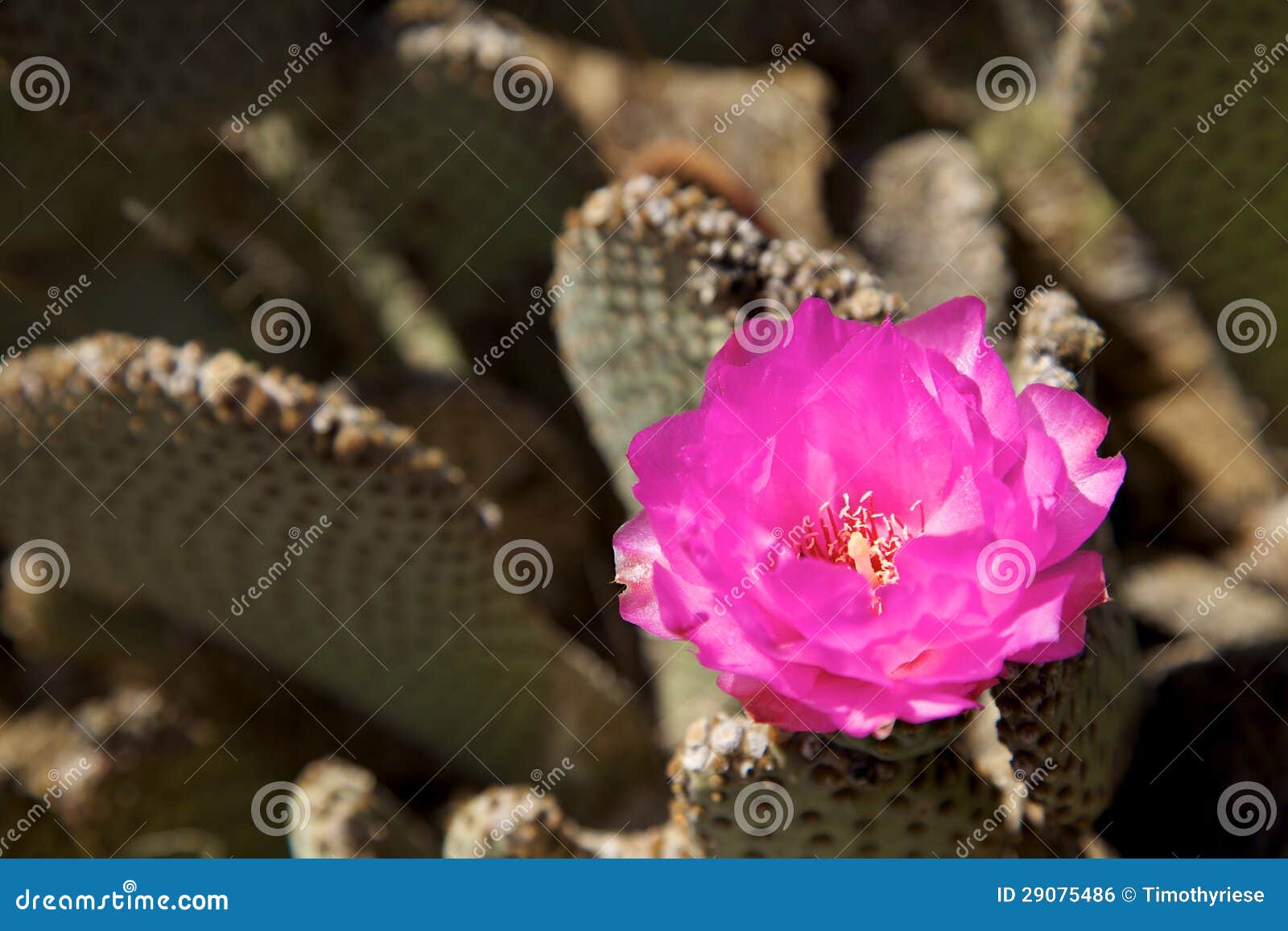 Beavertail Cactus Flower stock photo. Image of outside - 29075486