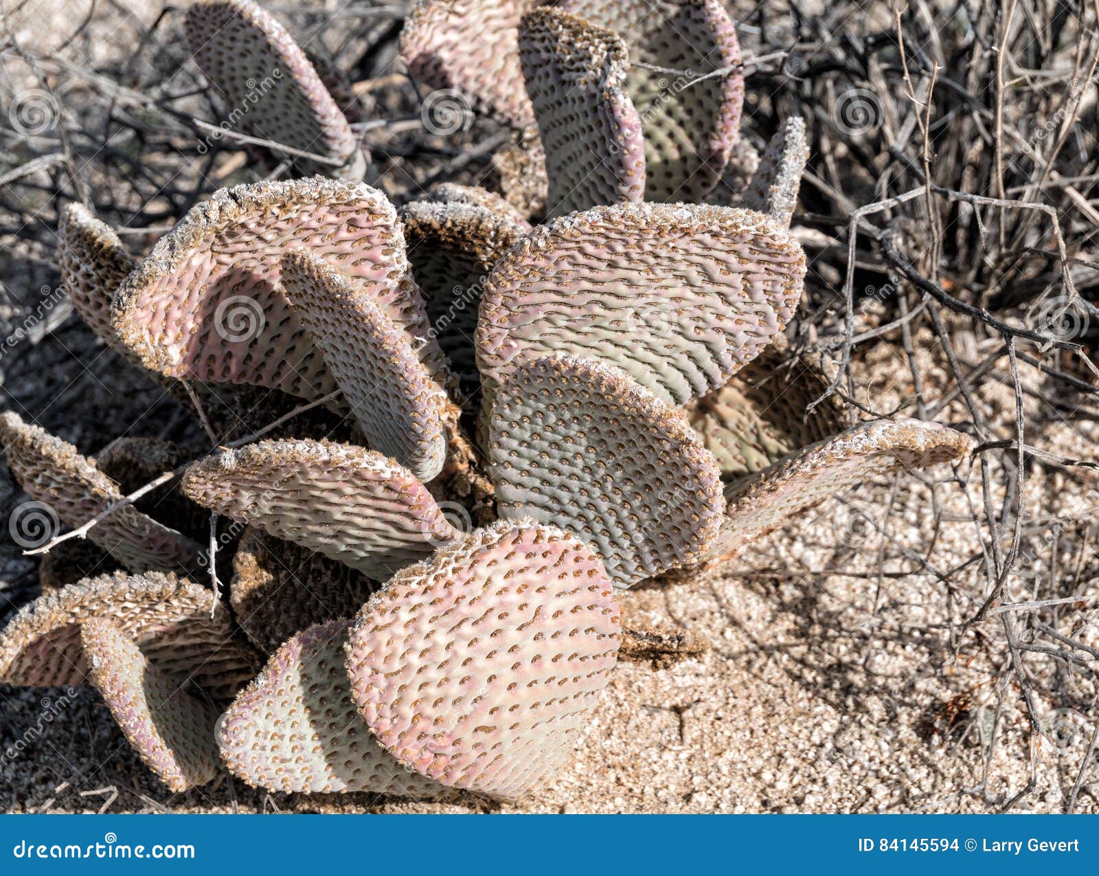 Beavertail Cactus stock photo. Image of cactus, pear - 84145594