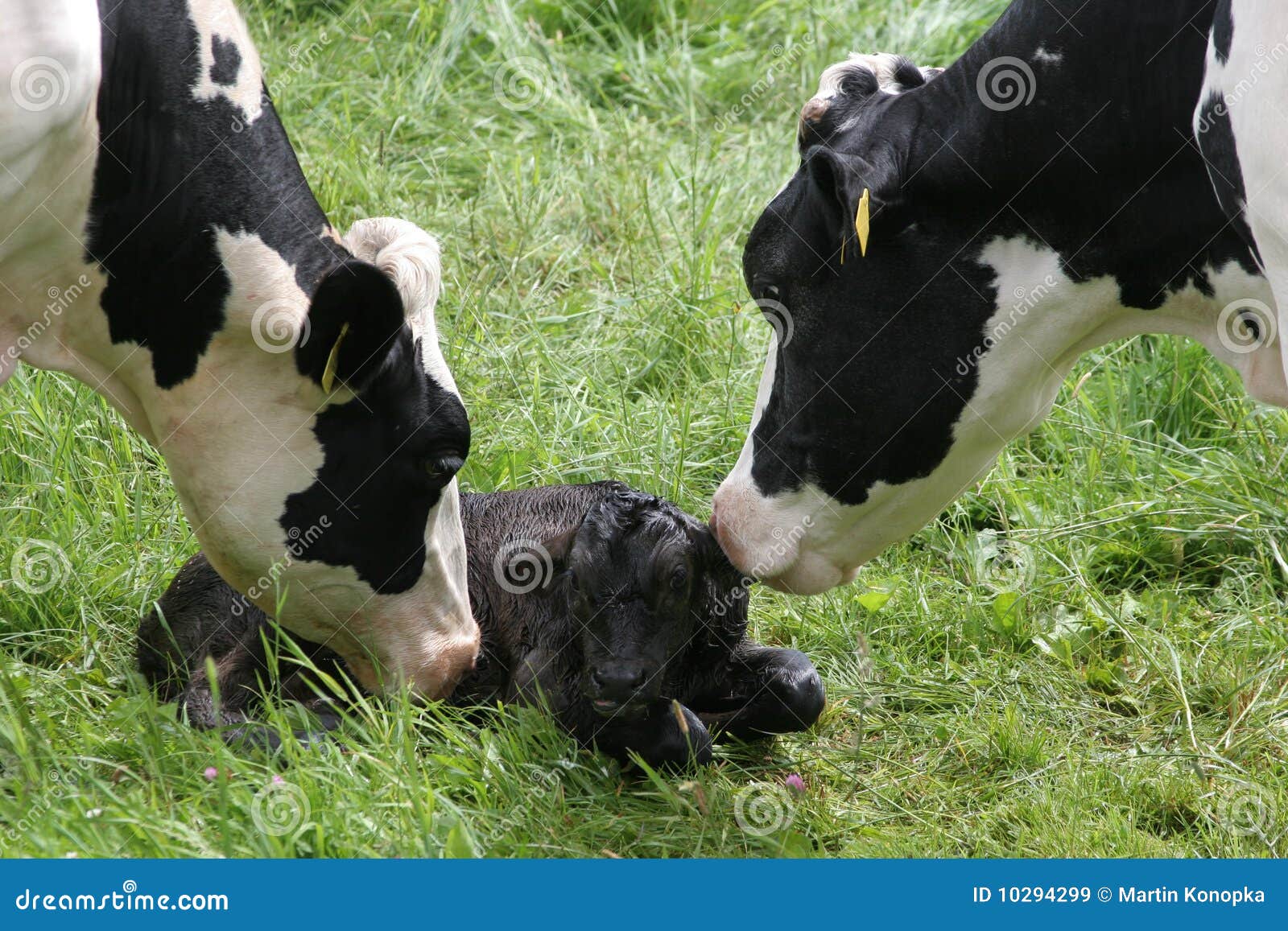 Bebé imagen de archivo. Imagen de becerro, afecto, pista - 10294299