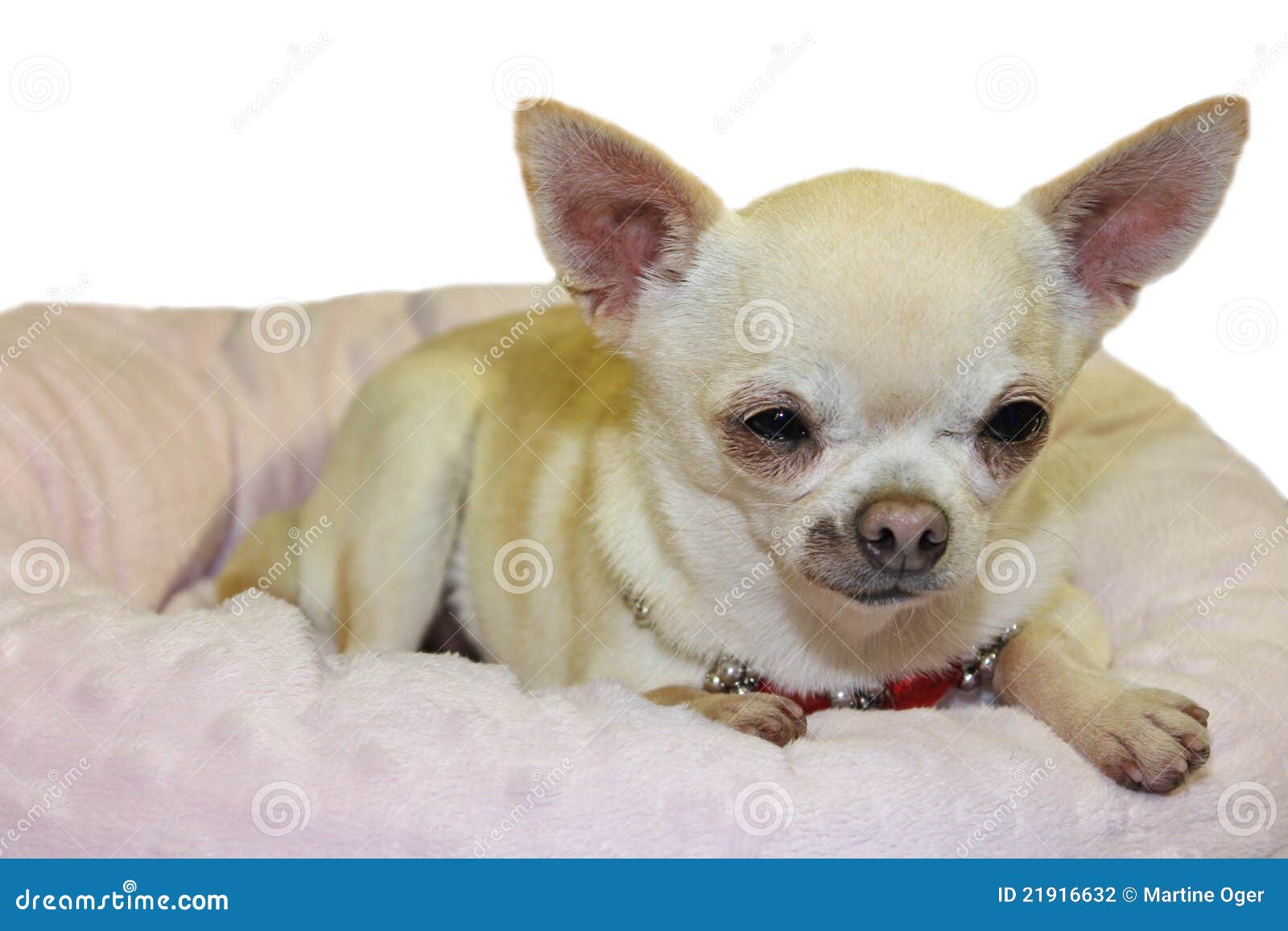 Bebé Chiwawa. foto de archivo. Imagen de chihuahua, mascota - 21916632