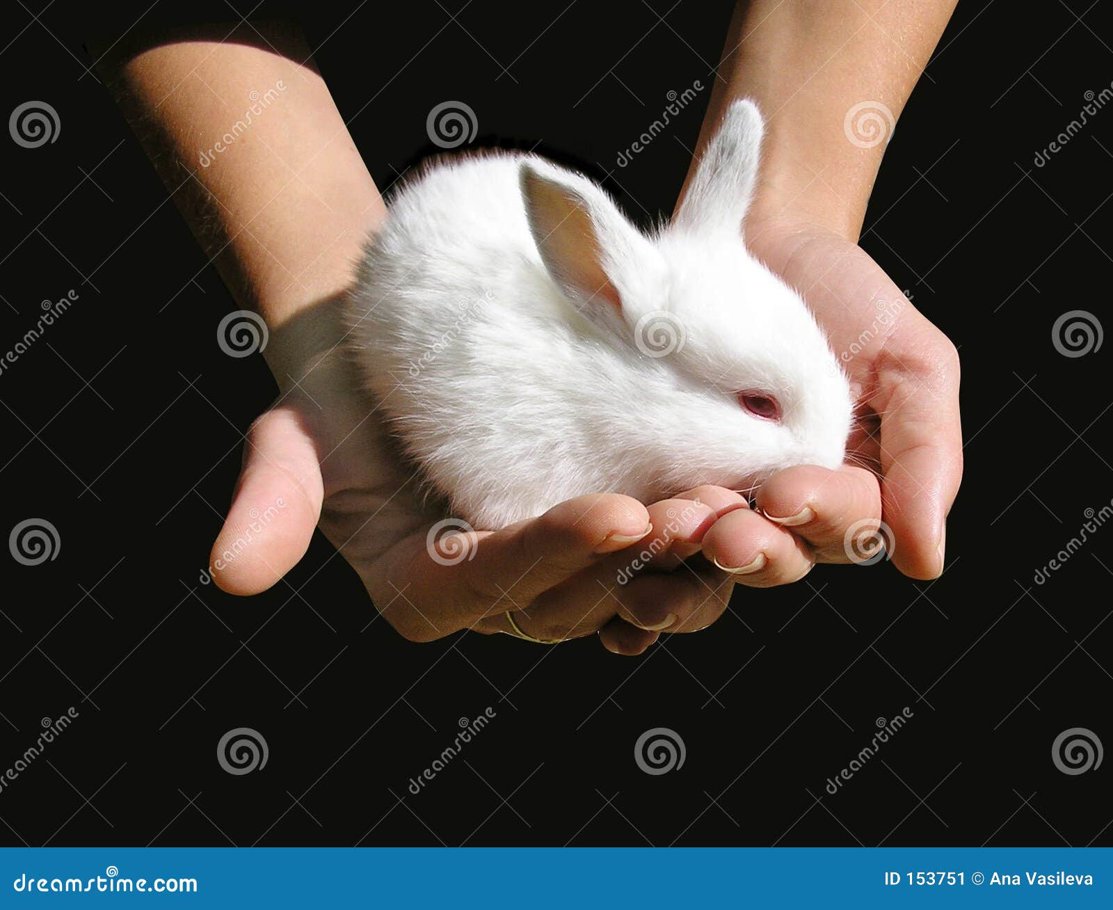 Bebé-conejo Blanco En Las Manos De La Mujer Imagen de archivo - Imagen ...