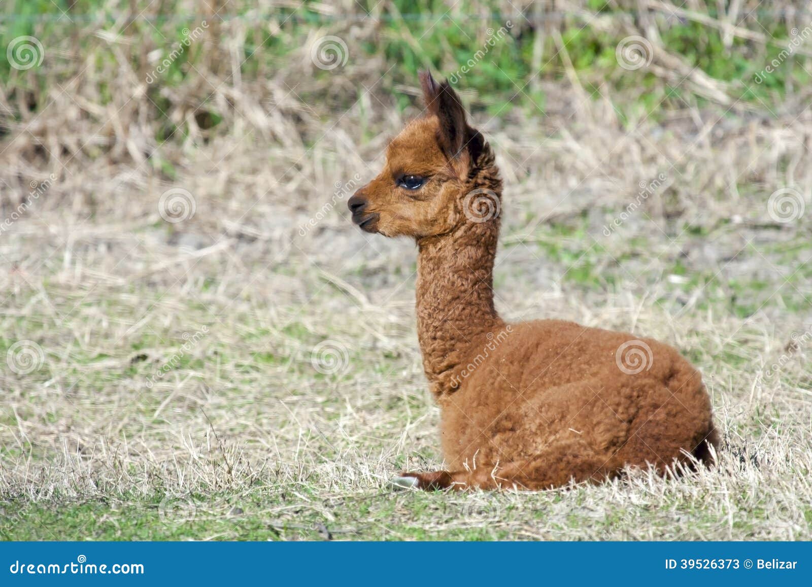 Bebé de la alpaca imagen de archivo. Imagen de retrato - 39526373