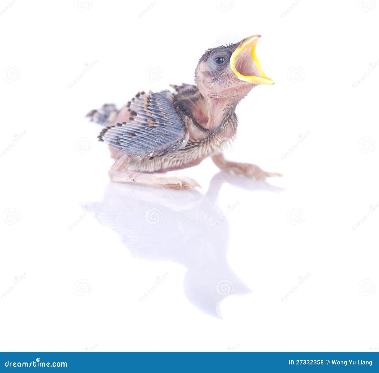 Bebé De La Cría Del Gorrión Fotos De Stock - Download 31 Fotos Libres ...