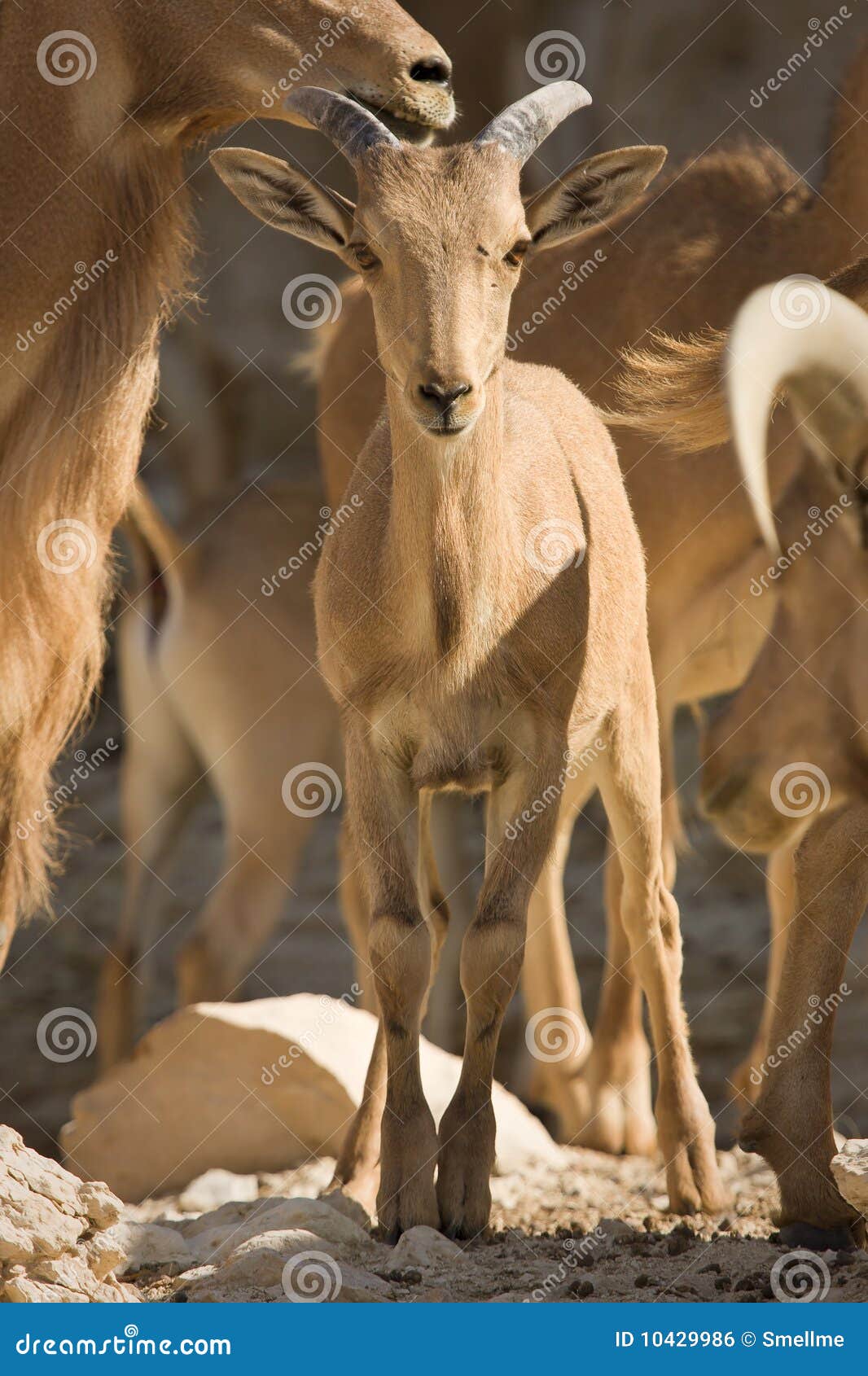 Bebé De Las Ovejas De Barbary Foto de archivo - Imagen de mauritania ...