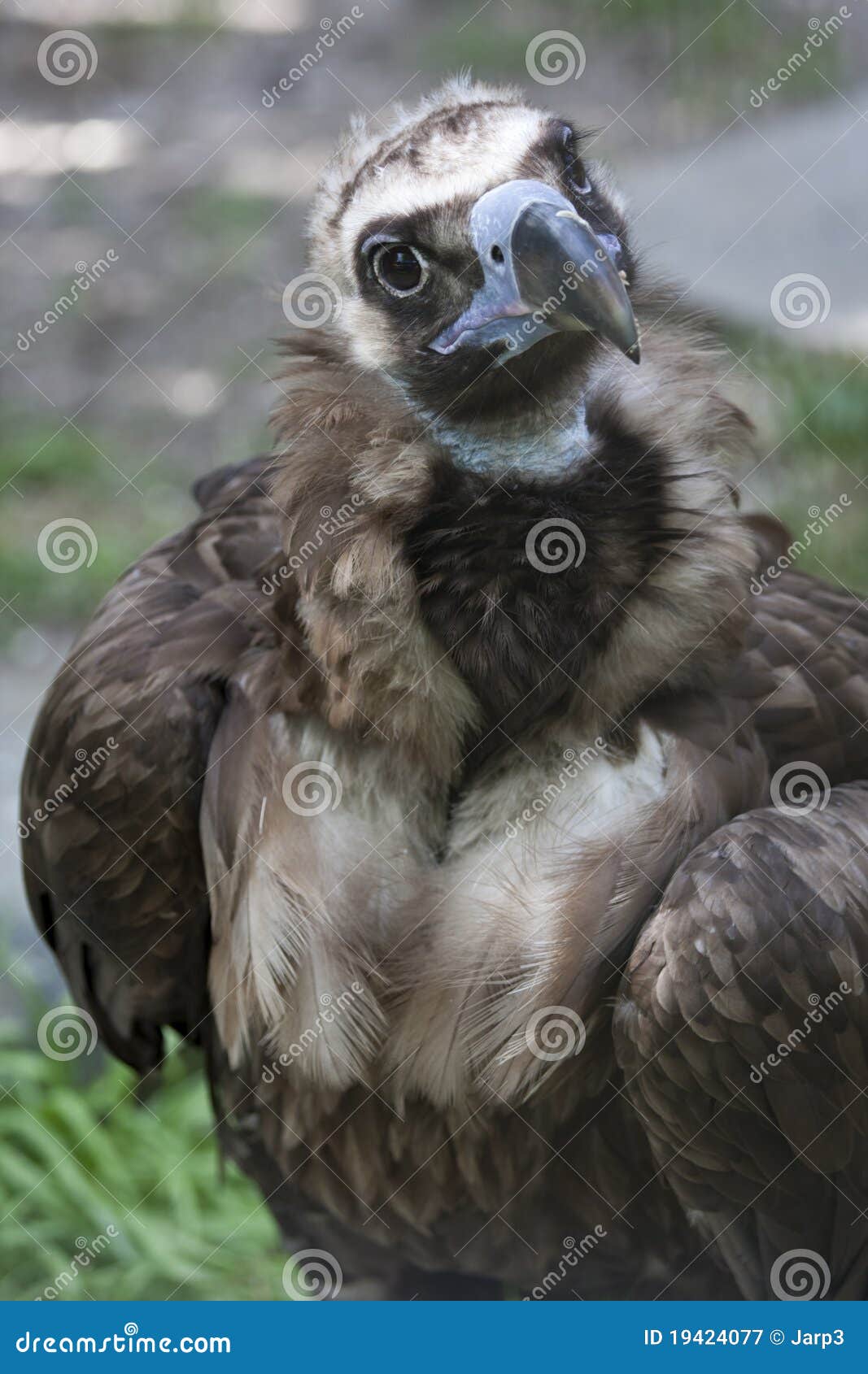 Bebé del buitre imagen de archivo. Imagen de despredador - 19424077