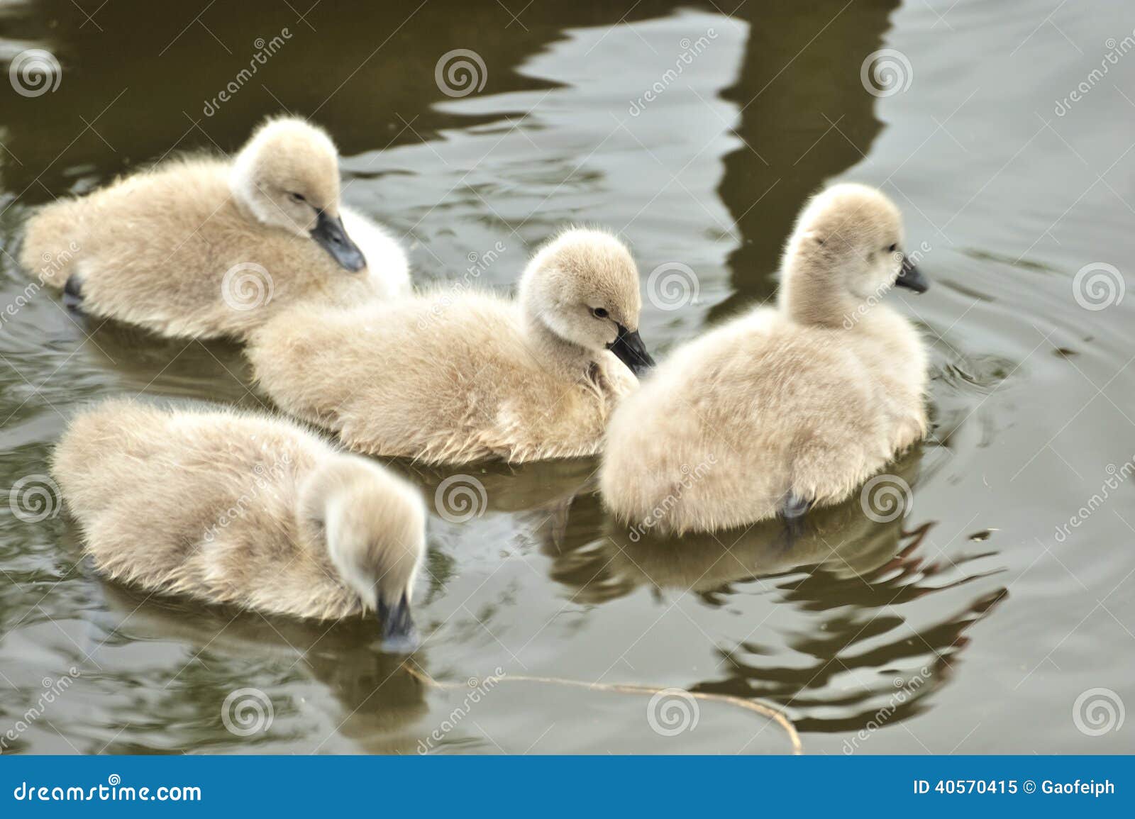 Bebé del cisne negro imagen de archivo. Imagen de familia - 40570415
