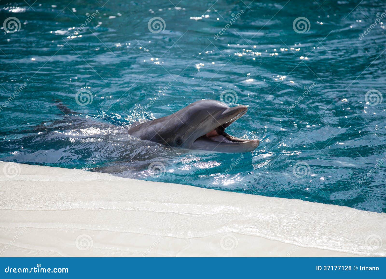 Bebé del delfín foto de archivo. Imagen de placer, bebé - 37177128