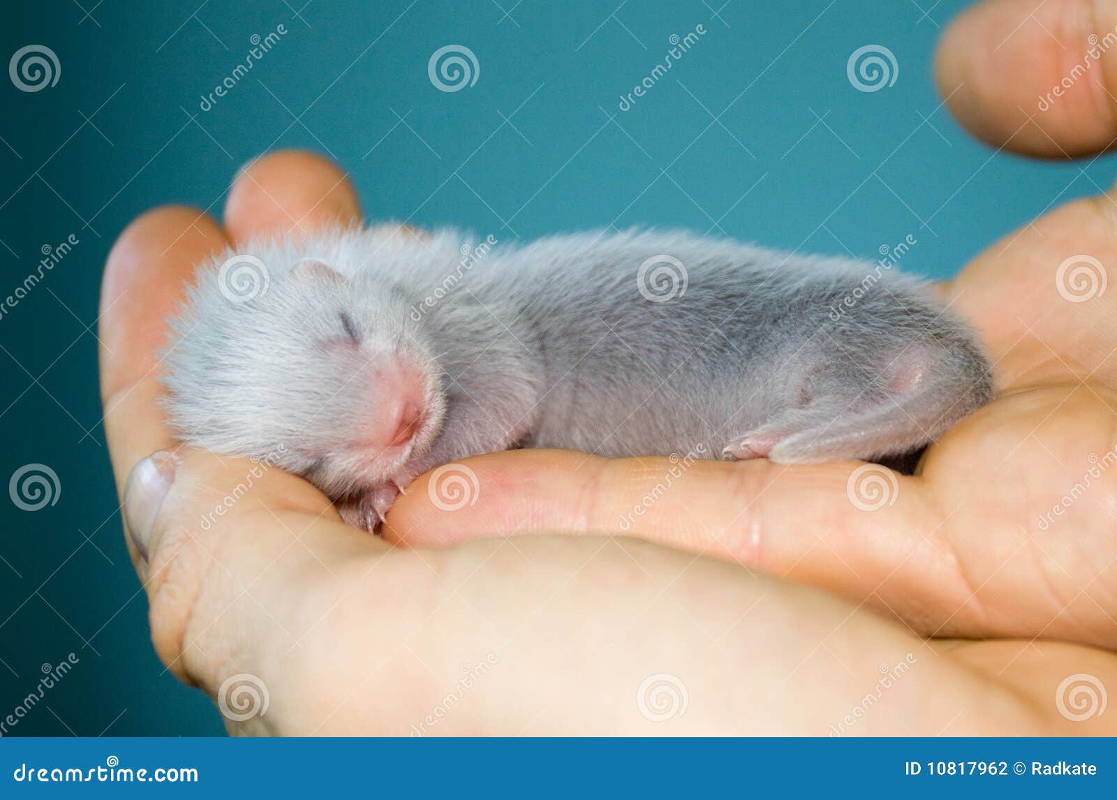 Bebé del hurón foto de archivo. Imagen de frente, caras - 10817962