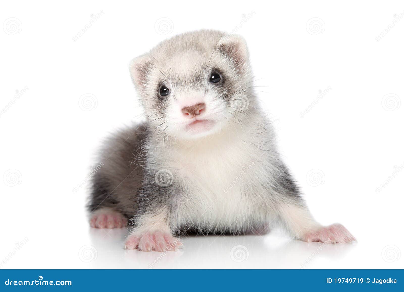 Bebé del hurón imagen de archivo. Imagen de tiro, criatura - 19749719