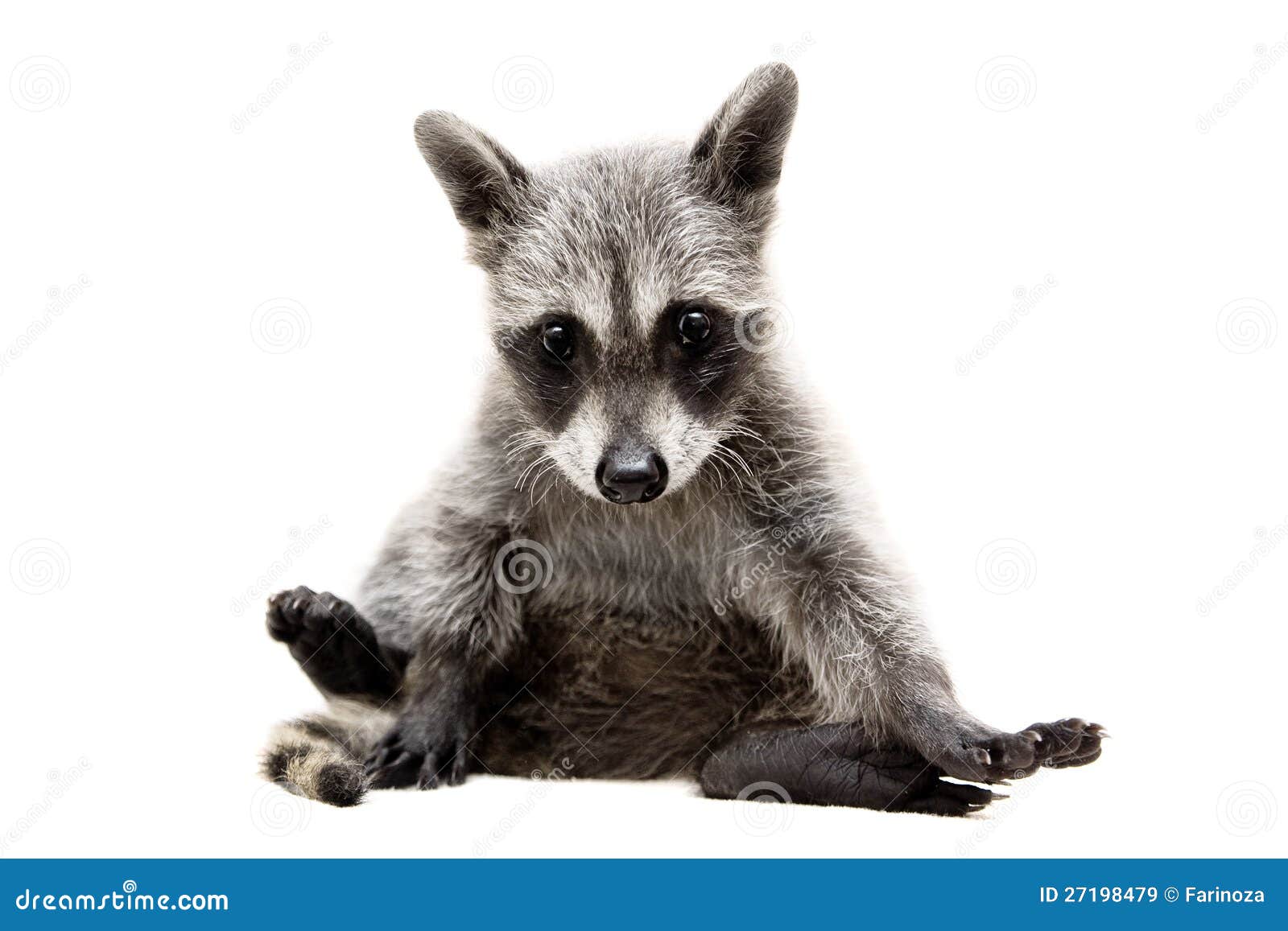 Bebé del mapache imagen de archivo. Imagen de doméstico - 27198479