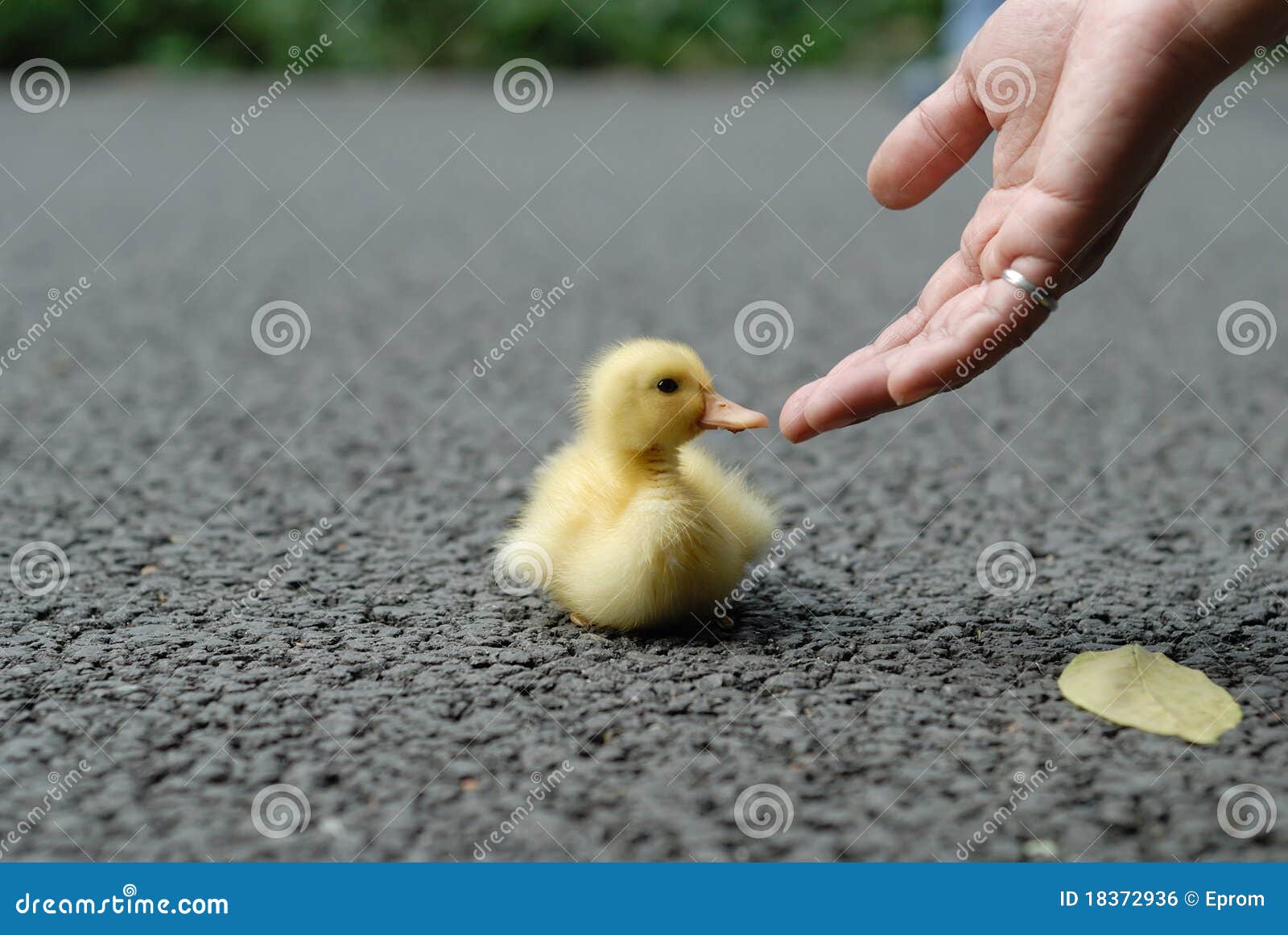 Bebé Del Pato Imagen de archivo libre de regalías - Imagen: 18372936