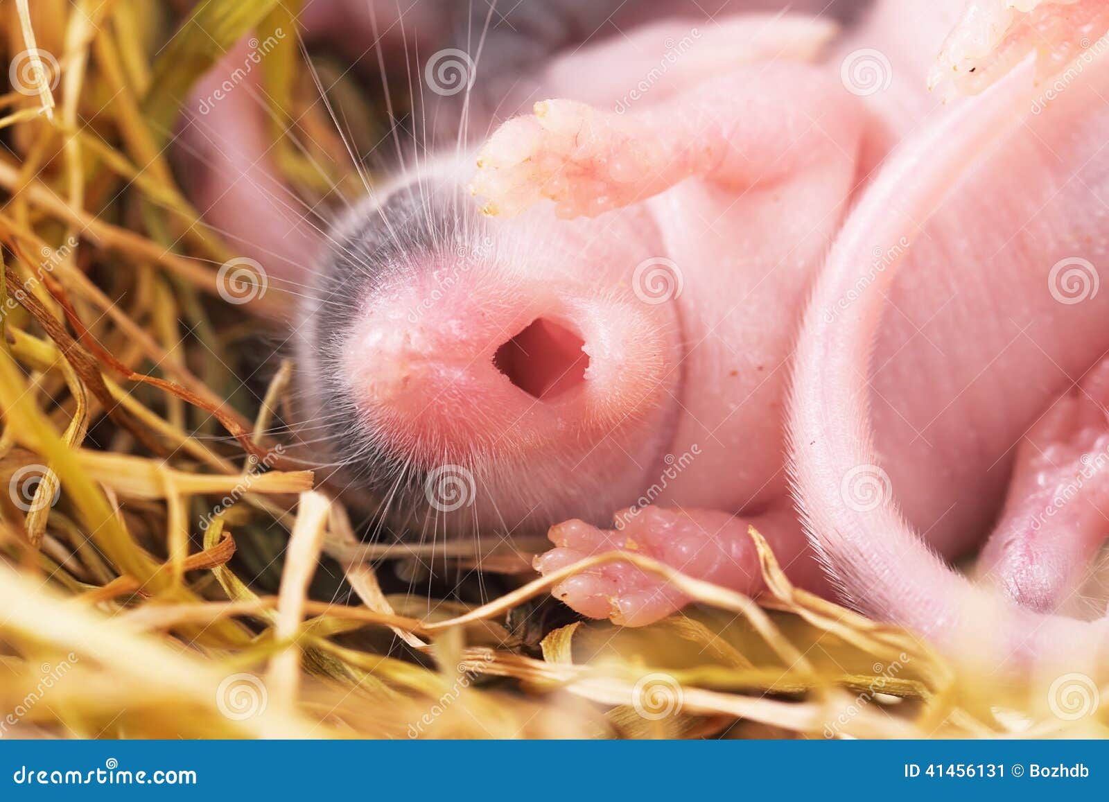 Bebé del ratón imagen de archivo. Imagen de newborn, horizontal - 41456131