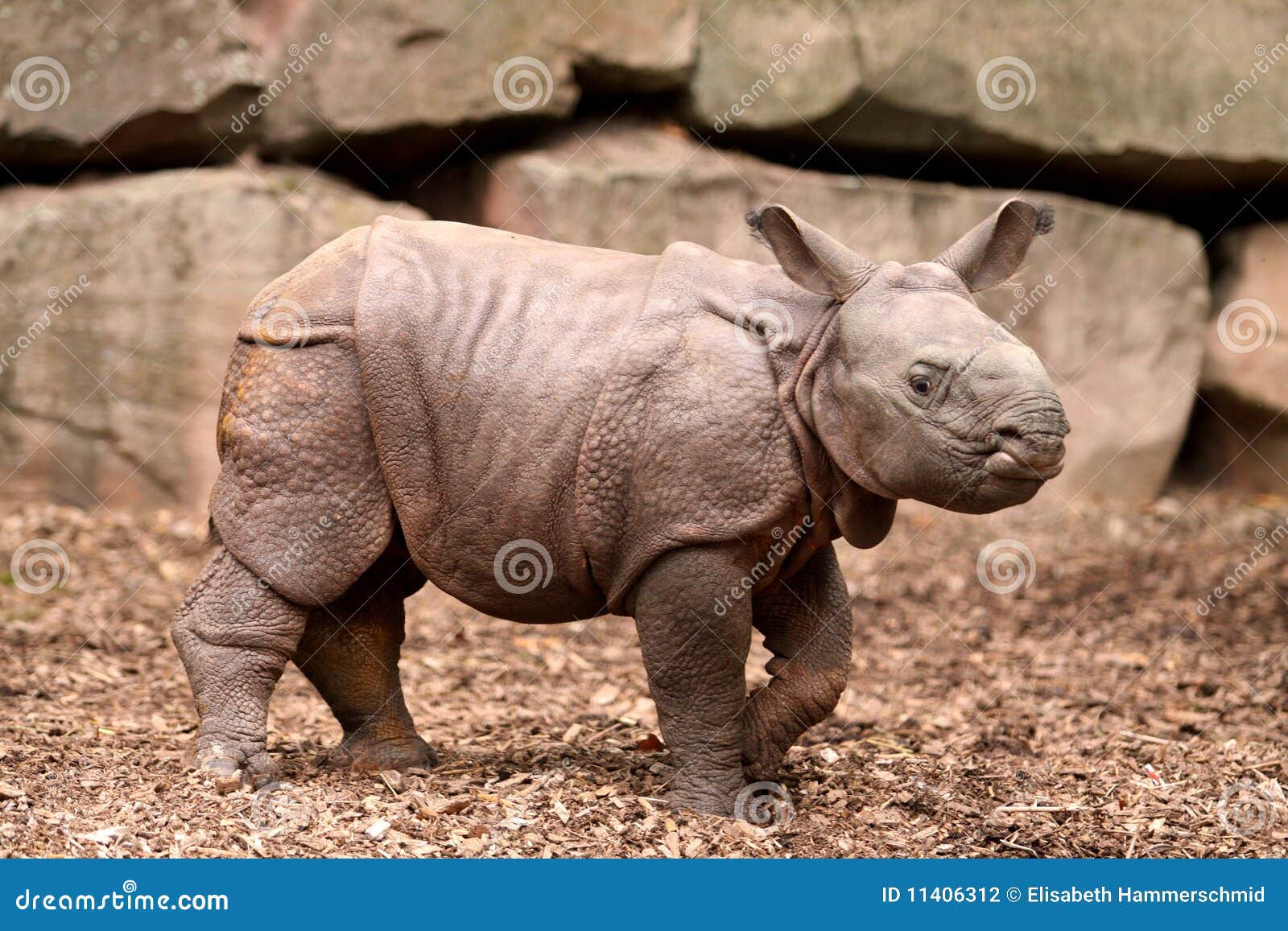 Bebé del rinoceronte indio foto de archivo. Imagen de indio - 11406312