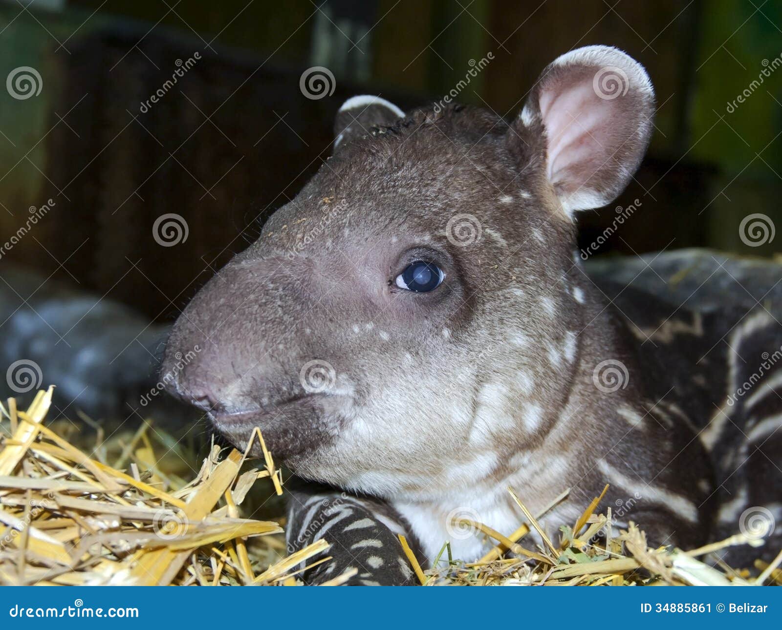 Bebé del tapir imagen de archivo. Imagen de joven, becerro - 34885861