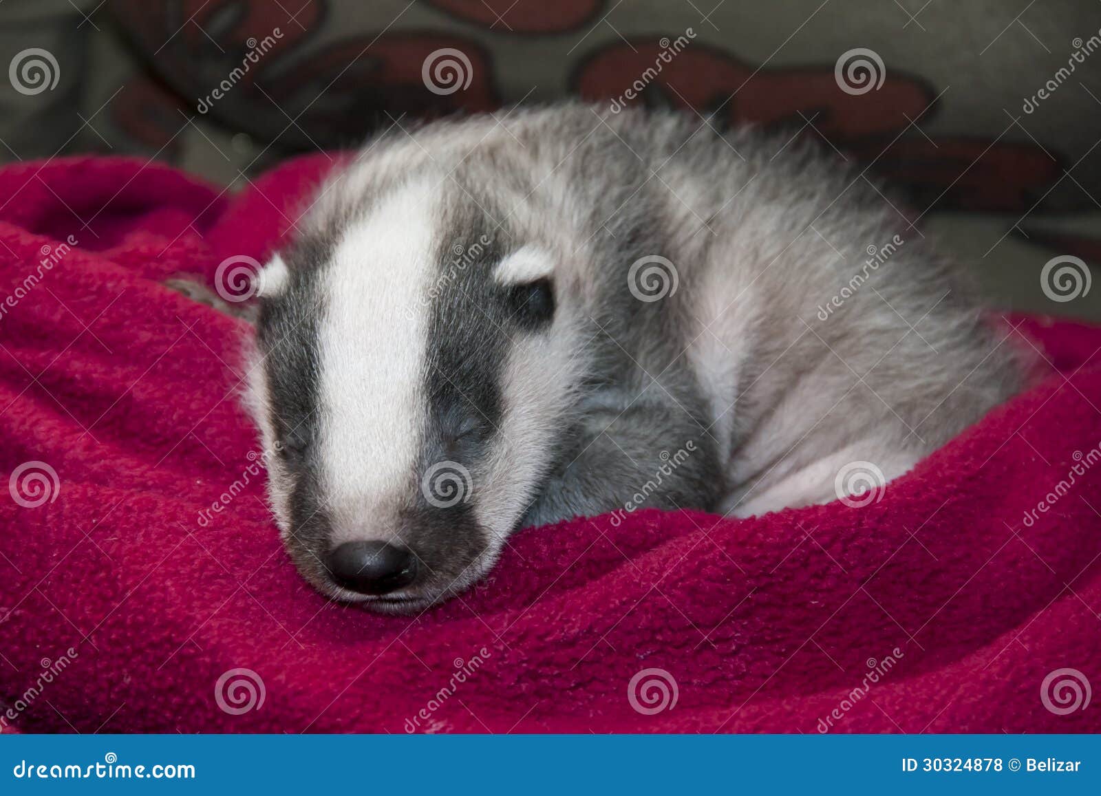 Bebé durmiente del tejón foto de archivo. Imagen de durmiendo - 30324878