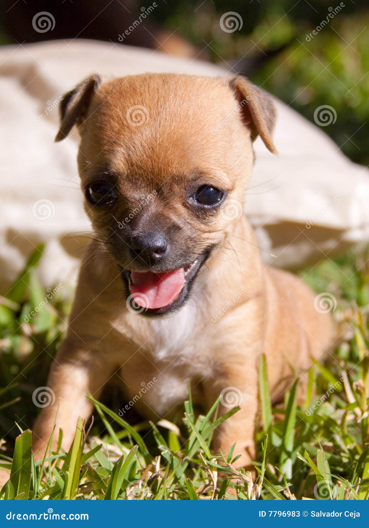 Bebé Feliz Joven Del Perro De Perrito Imagen de archivo - Imagen de ...
