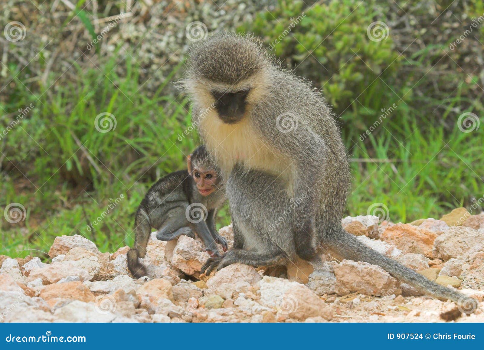 Bebé feo foto de archivo. Imagen de arbusto, juego, mono - 907524