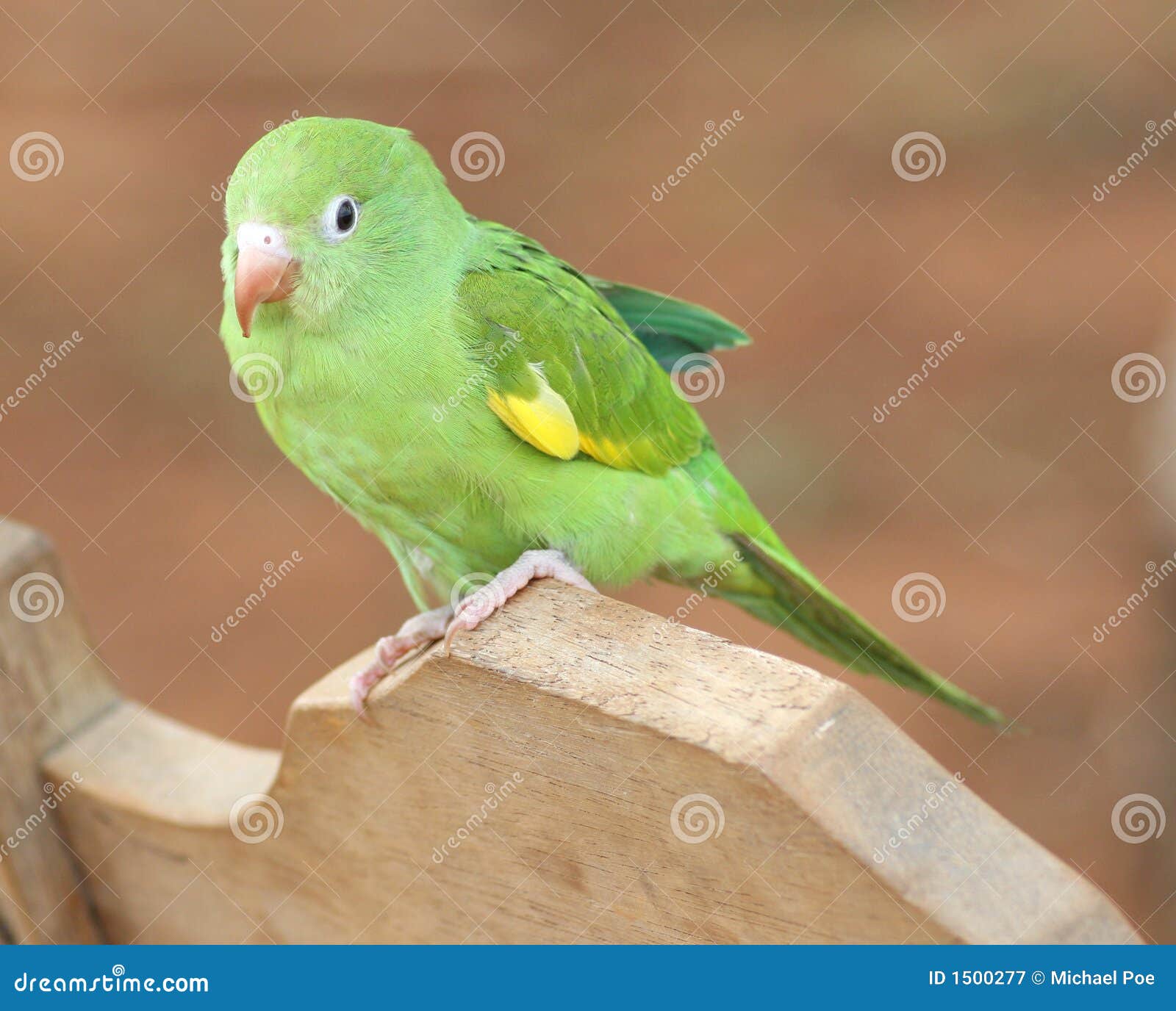 Bebé joven del loro imagen de archivo. Imagen de bebé - 1500277