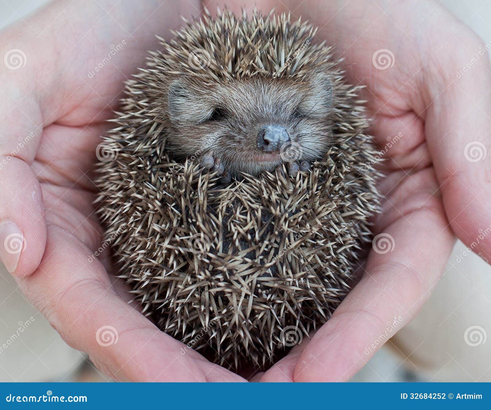 Bebé lindo del erizo foto de archivo. Imagen de amor - 32684252