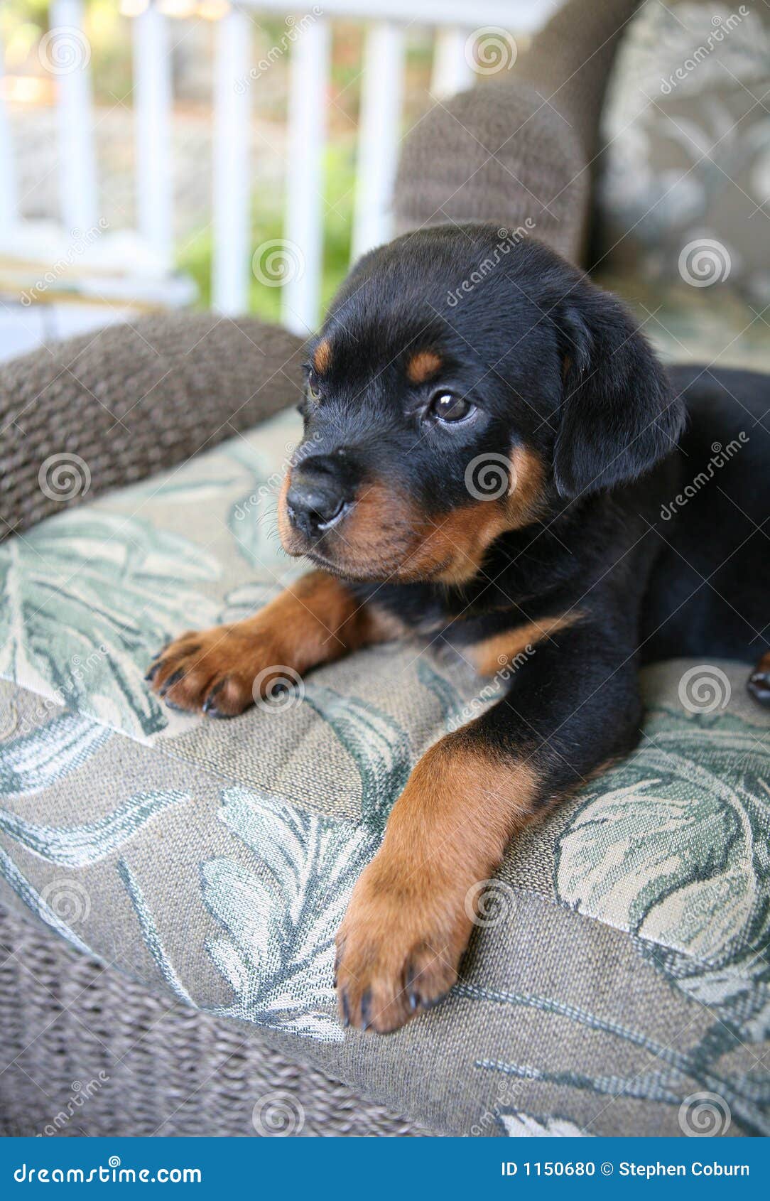 Bebé Rottweiler foto de archivo. Imagen de perro, puro - 1150680