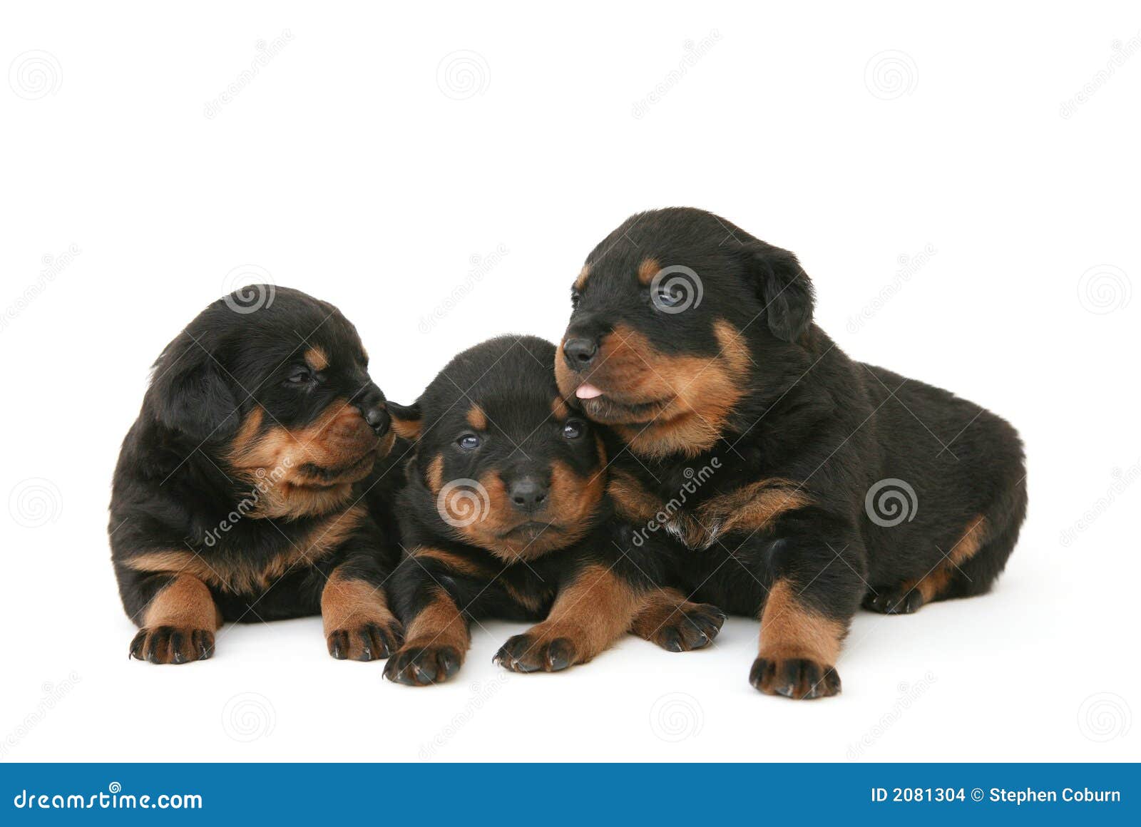 Bebé Rottweilers foto de archivo. Imagen de perro, perrito - 2081304