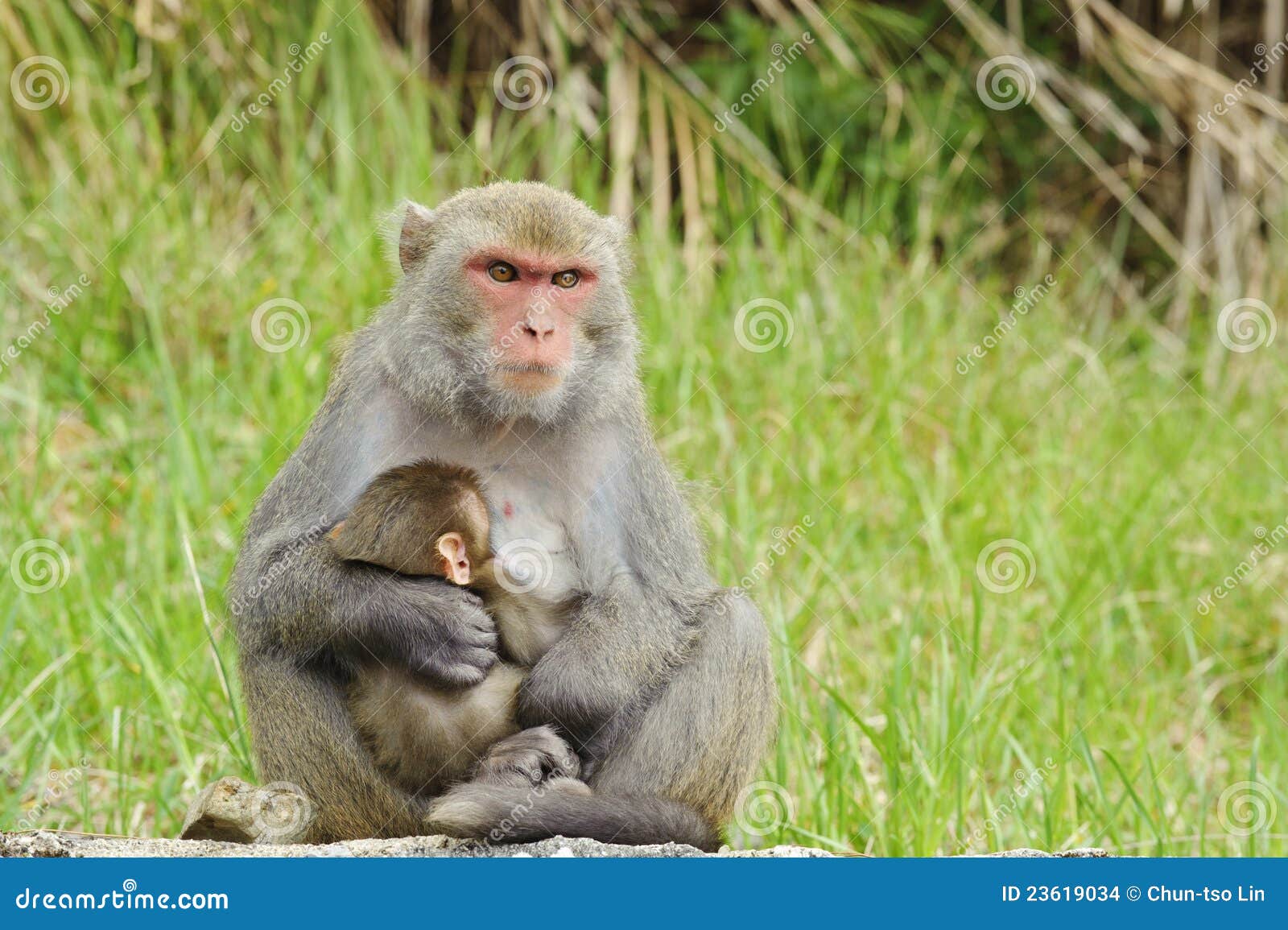 Bebê amamentando do macaco foto de stock. Imagem de coma - 23619034