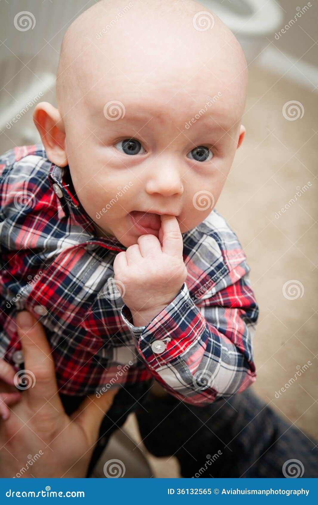 Bebê Calvo Que Mastiga No Dedo Imagem de Stock - Imagem de interessado ...