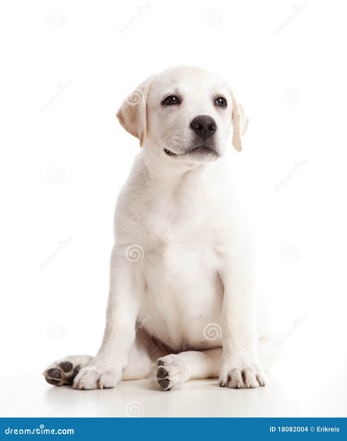 Bebê de Labrador foto de stock. Imagem de sair, animal - 18082004