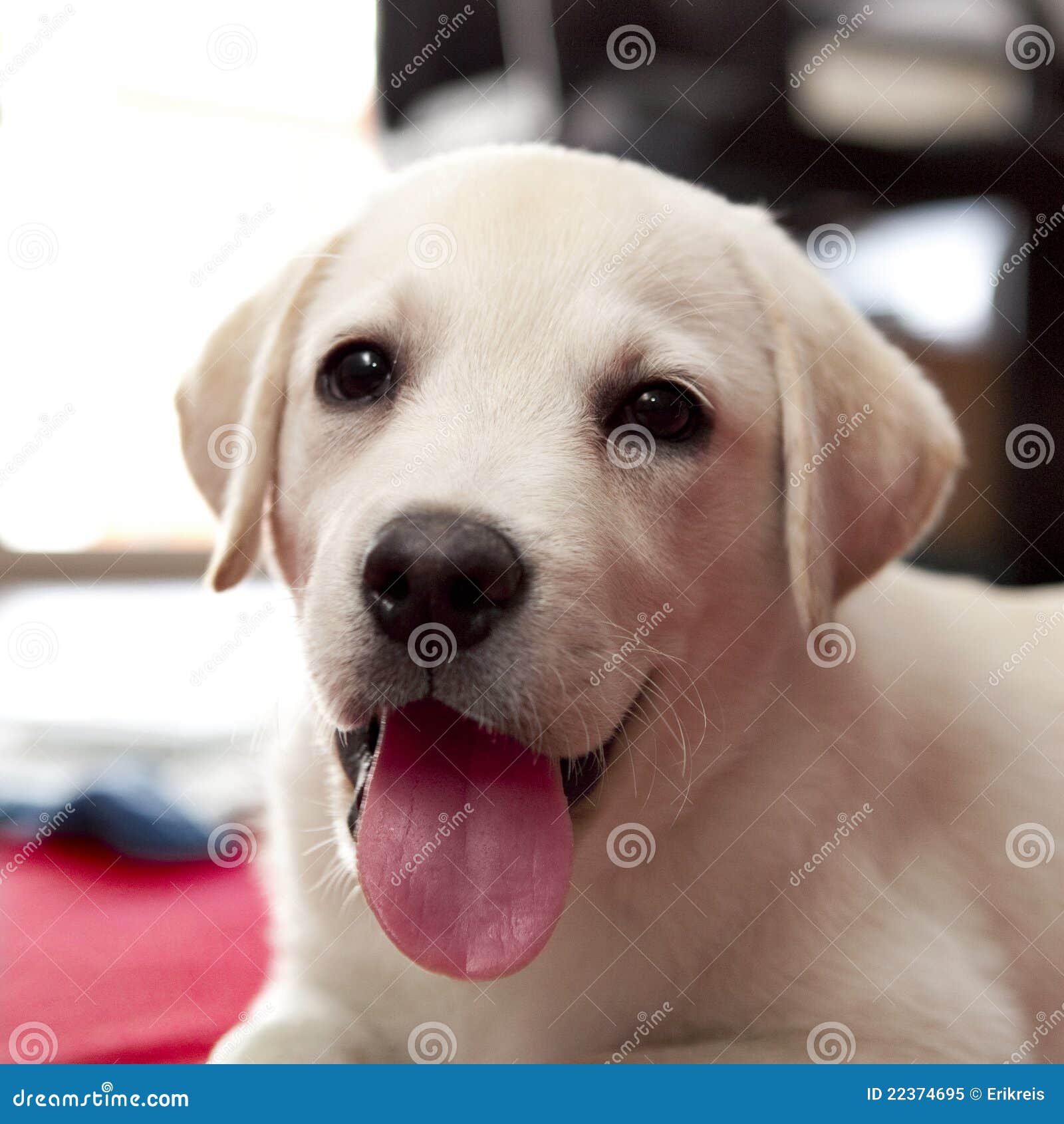 Bebê de Labrador imagem de stock. Imagem de fiel, linhagem - 22374695