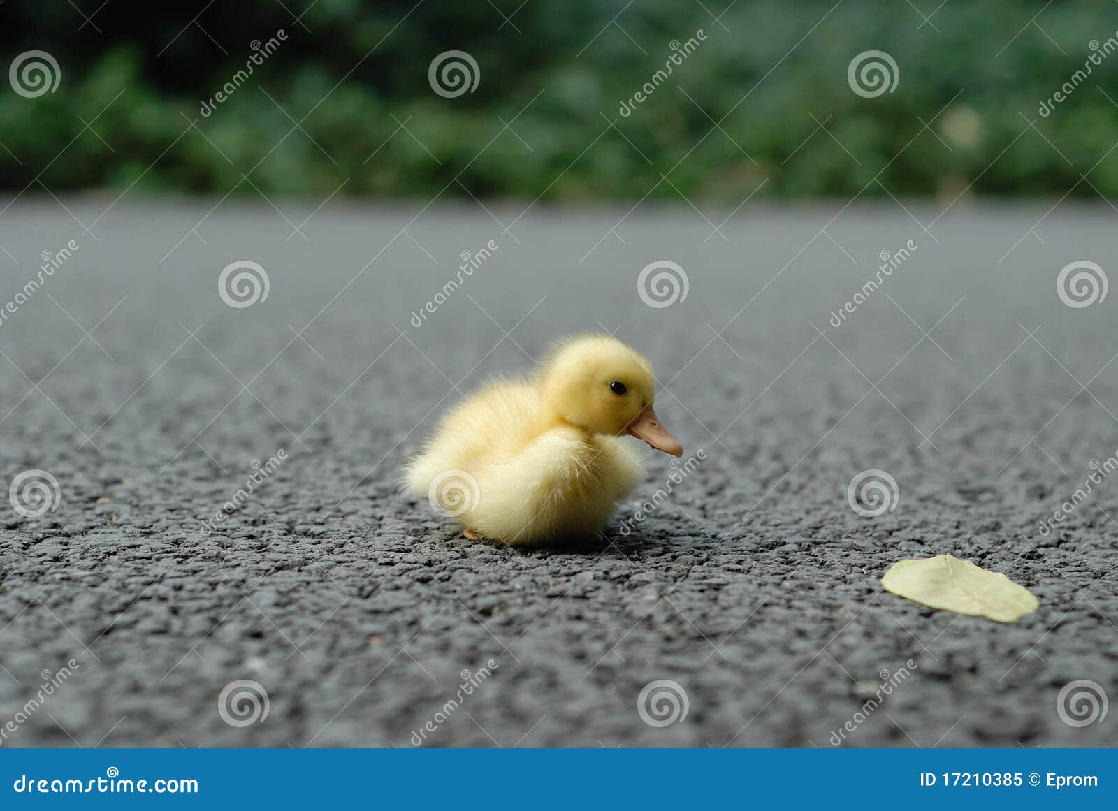 Bebê do pato imagem de stock. Imagem de animal, fofofo - 17210385