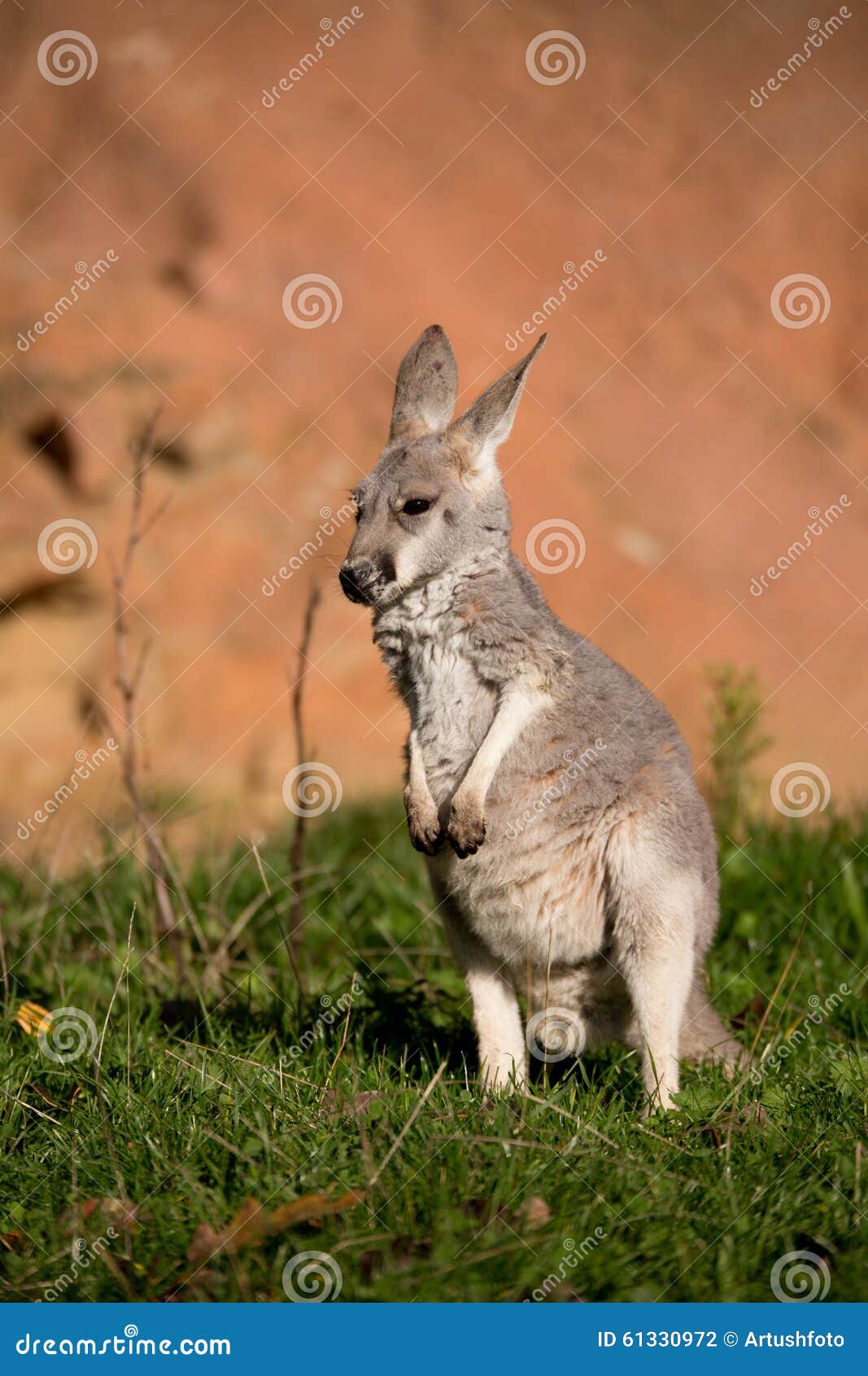 Bebê vermelho do canguru foto de stock. Imagem de fauna - 61330972