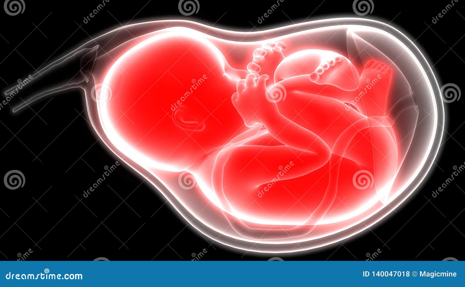 Beb? Del Feto En Anatom?a De La Matriz Stock de ilustración ...