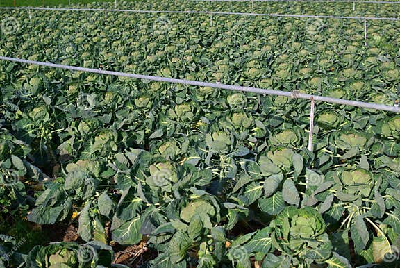 Bebautes Kohlfeld stockfoto. Bild von kohl, treibhaus - 12404588