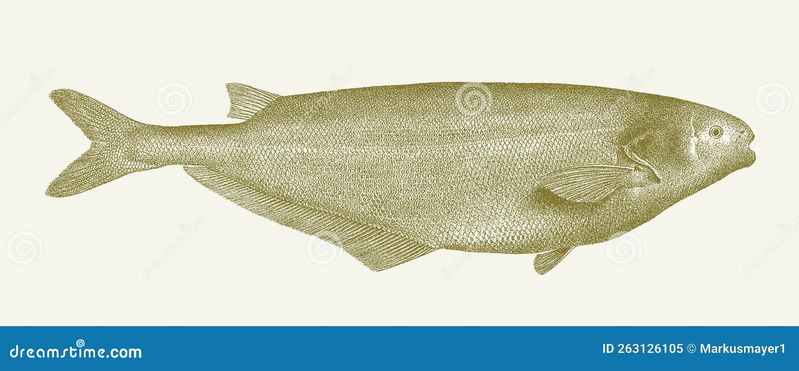 African Freshwater Fish. Vector Drawing Outline Set. | CartoonDealer ...