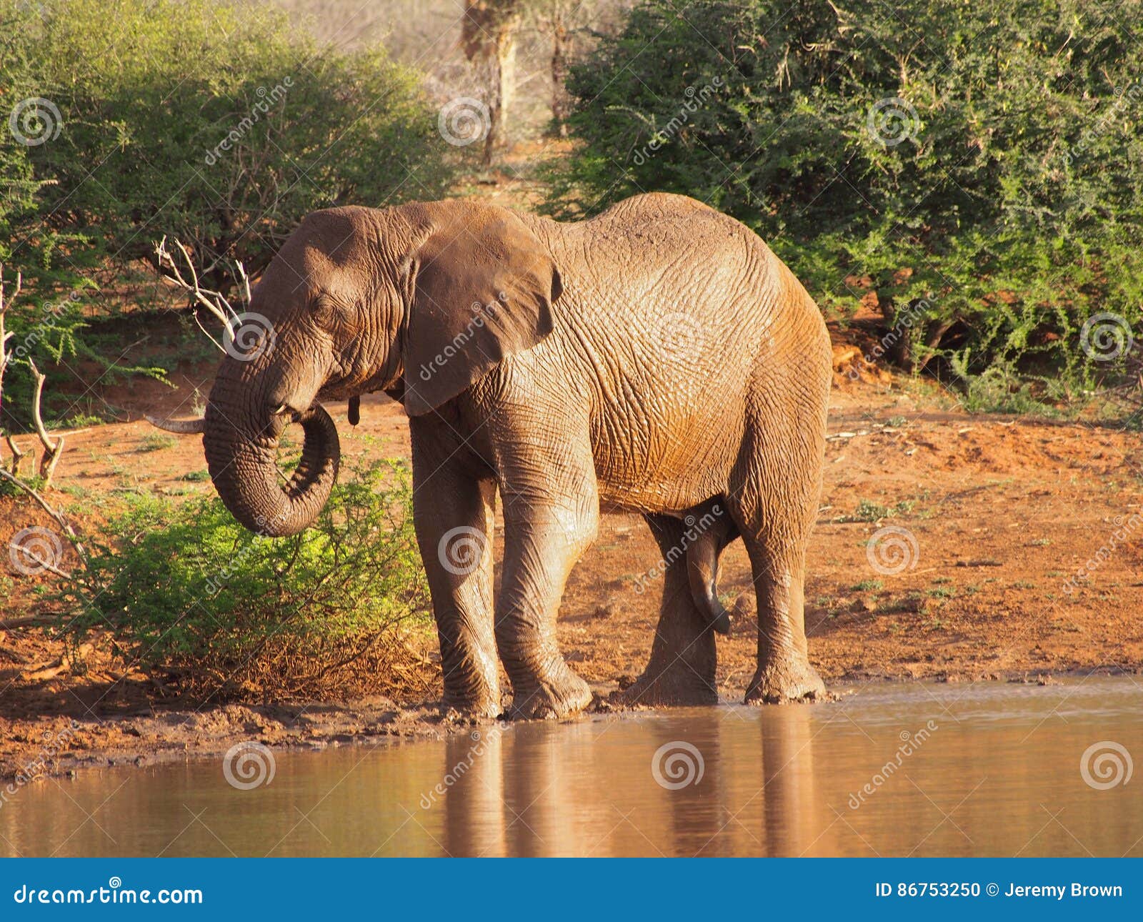 Beber Africano Do Elefante Do Arbusto Foto de Stock - Imagem de ...