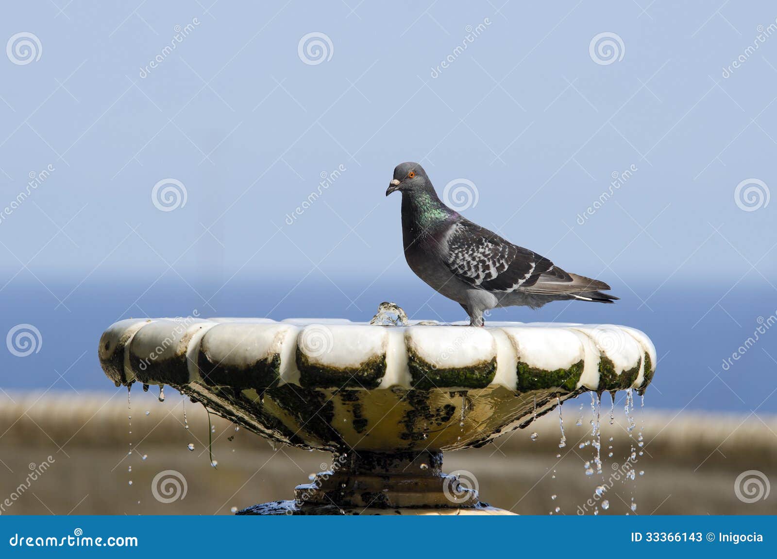 Bebida De La Paloma De La Fuente Imagen de archivo - Imagen de parque ...